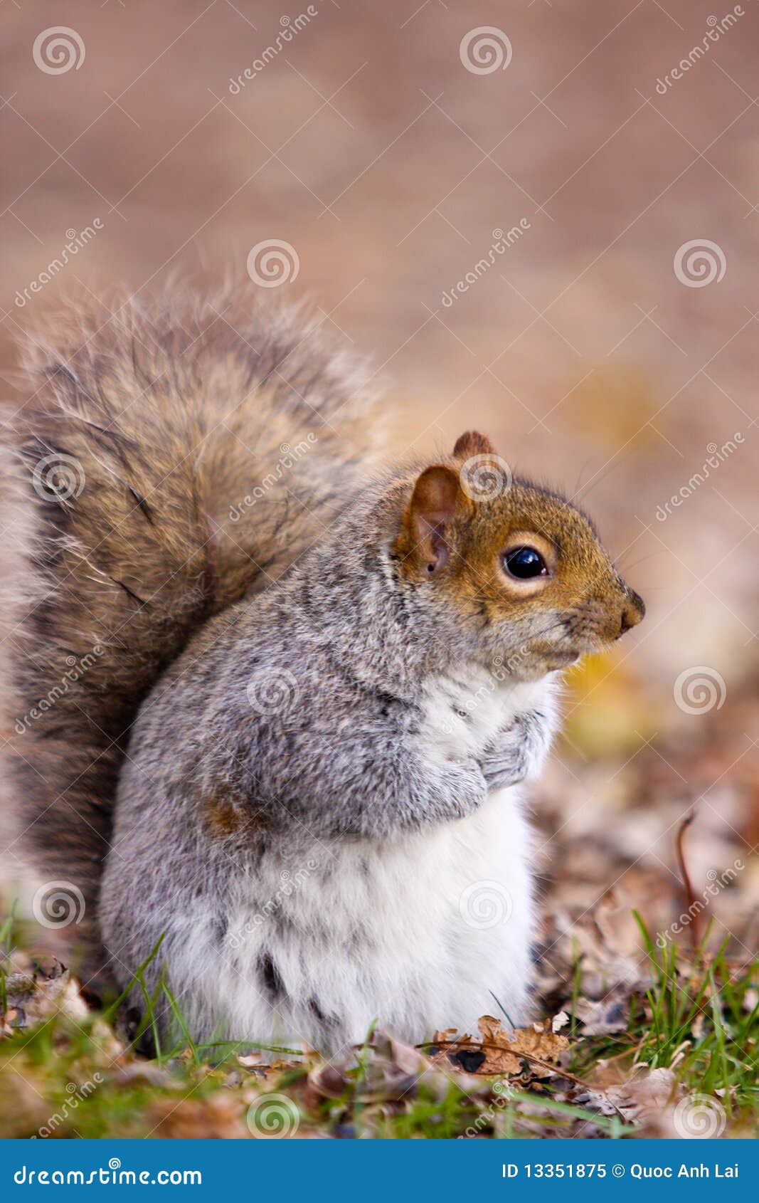 Spring Squirrel stock image. Image of tail, eyes, nuts - 13351875