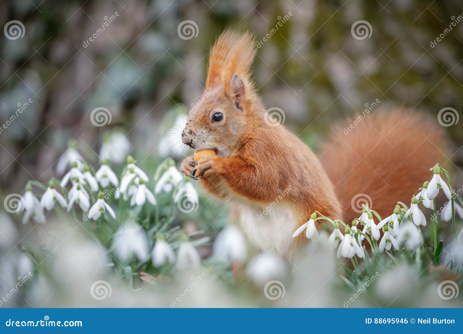 Spring squirrel stock photo. Image of mossy, nature, europe - 88695946