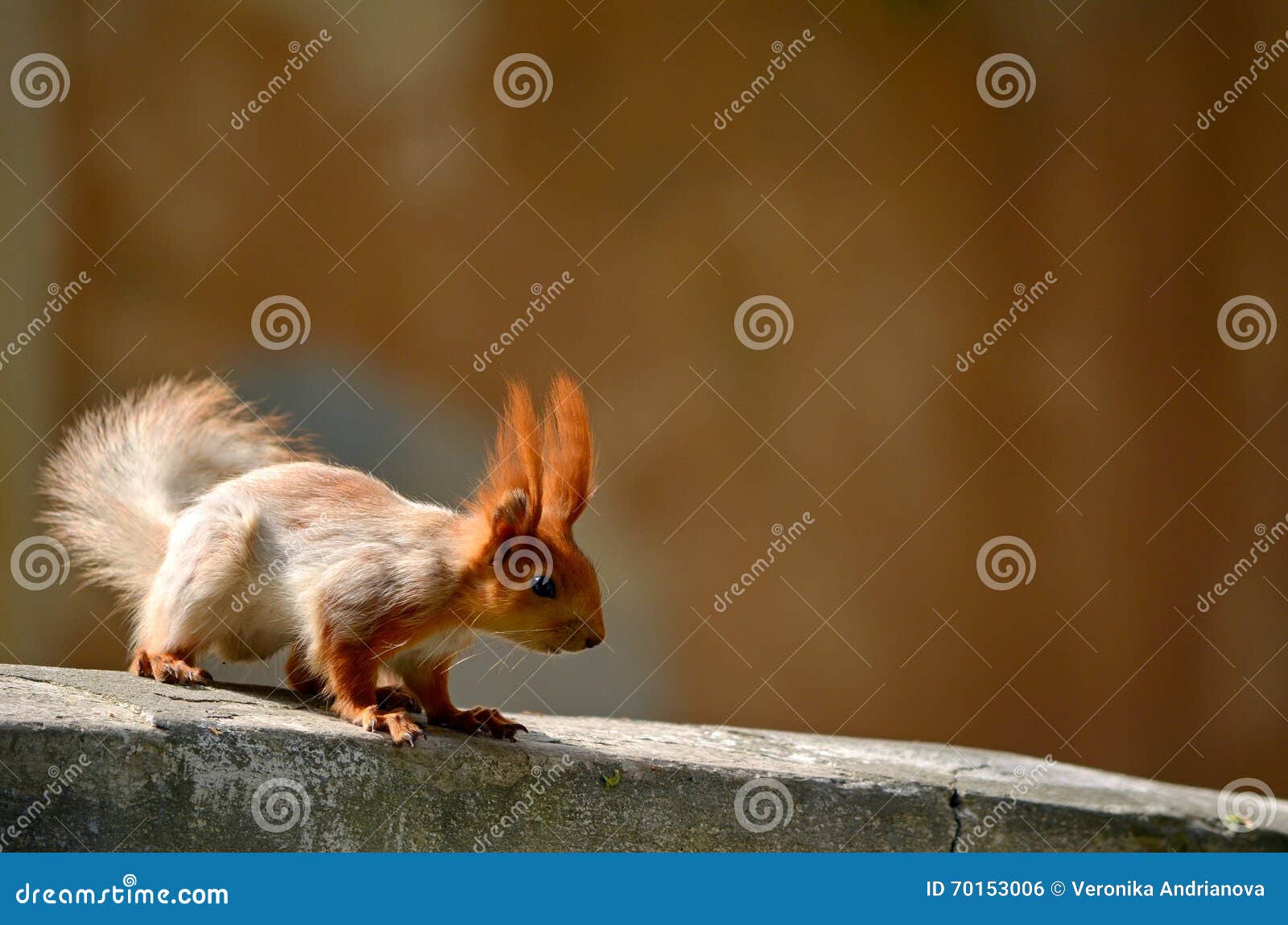 Spring squirrel stock photo. Image of spring, animal - 70153006