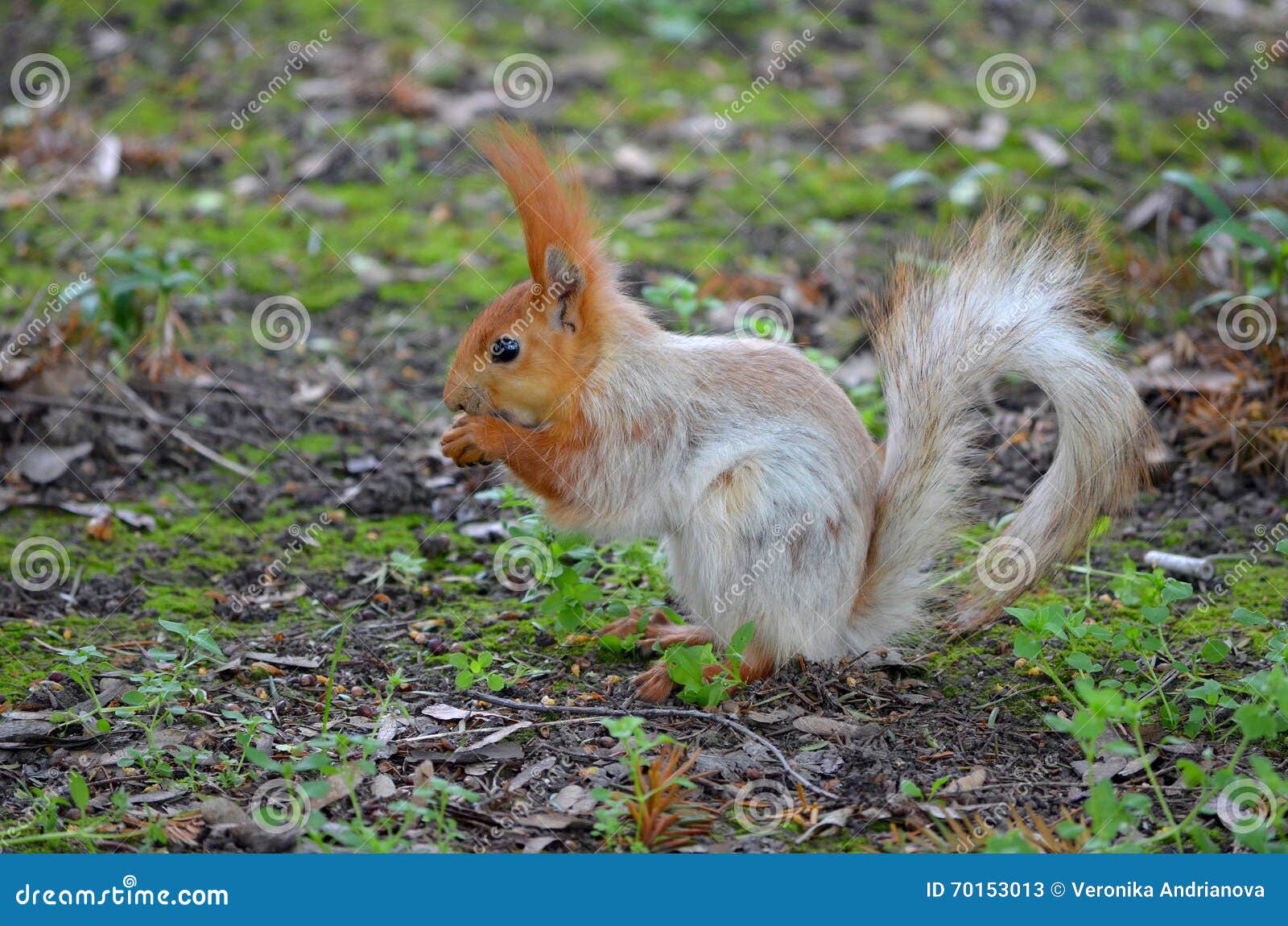 Spring squirrel stock image. Image of tail, grass, mammal - 70153013