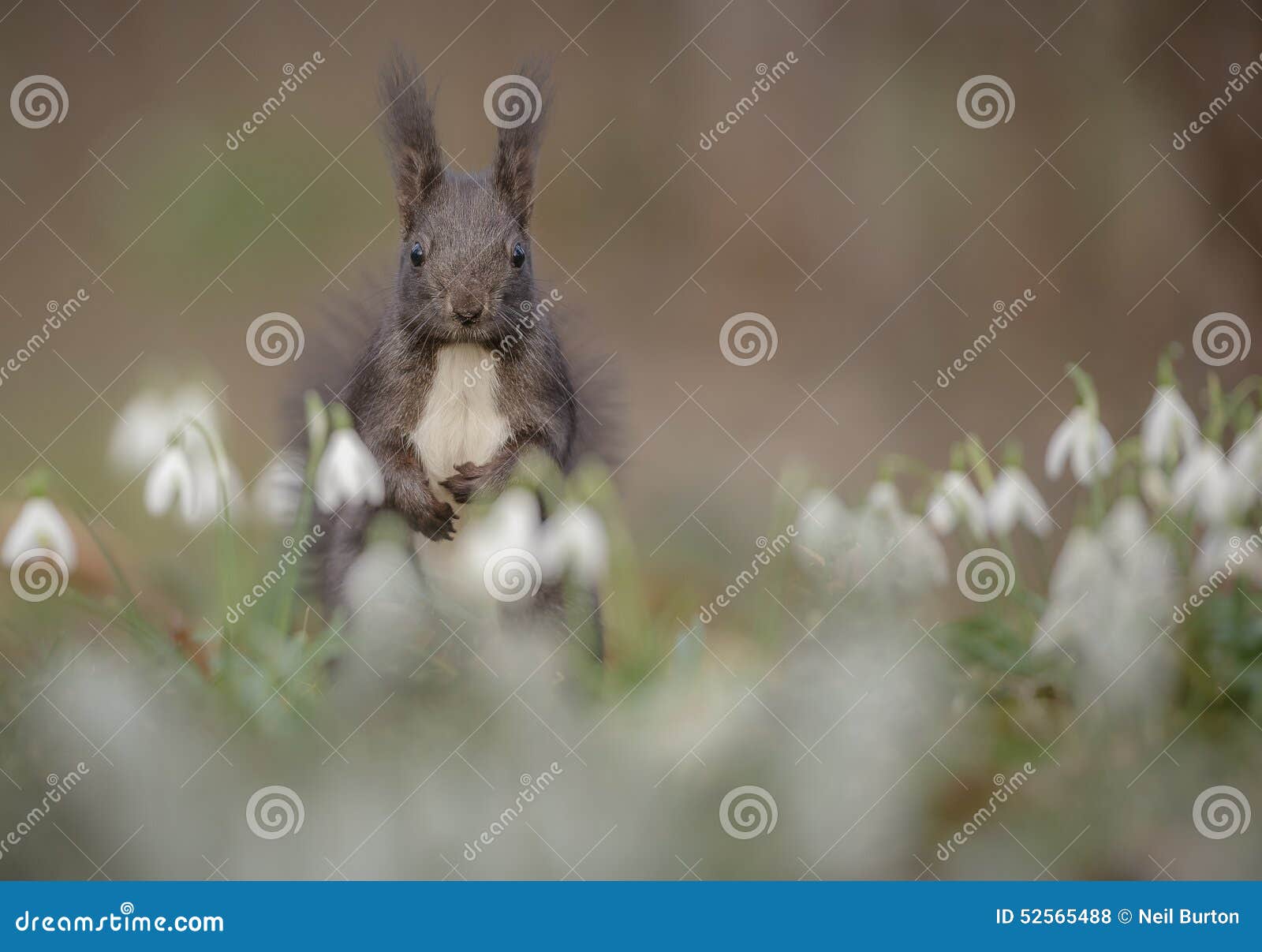 Spring squirrel stock photo. Image of animal, orange - 52565488