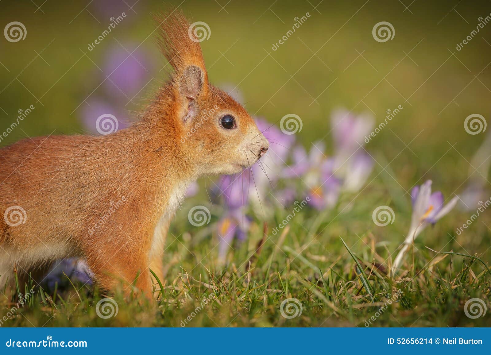 Spring squirrel stock photo. Image of moss, curious, cute - 52656214