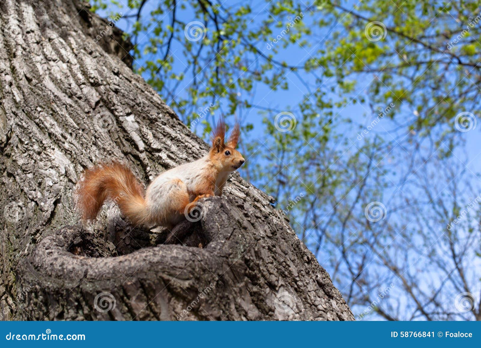 Spring squirrel stock image. Image of tree, leaves, trunk - 58766841