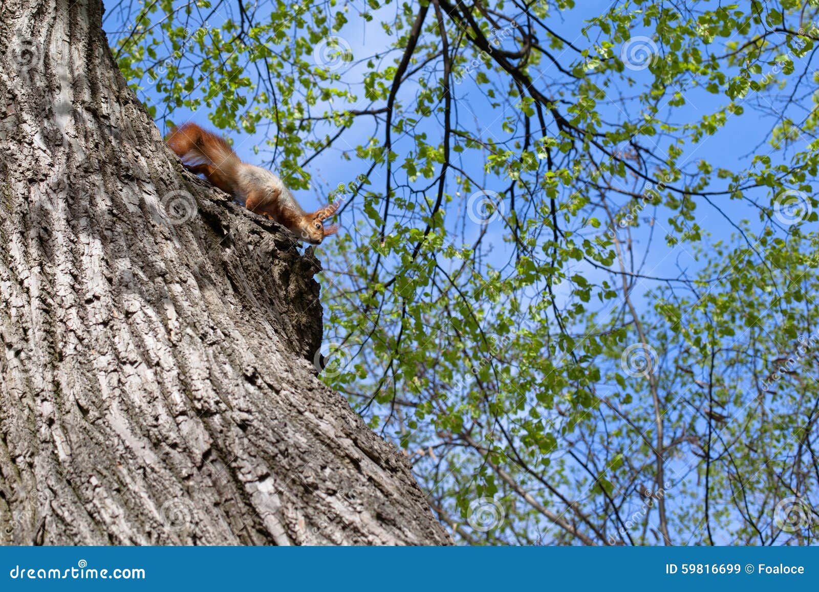 Spring squirrel stock image. Image of squirrel, spring - 59816699