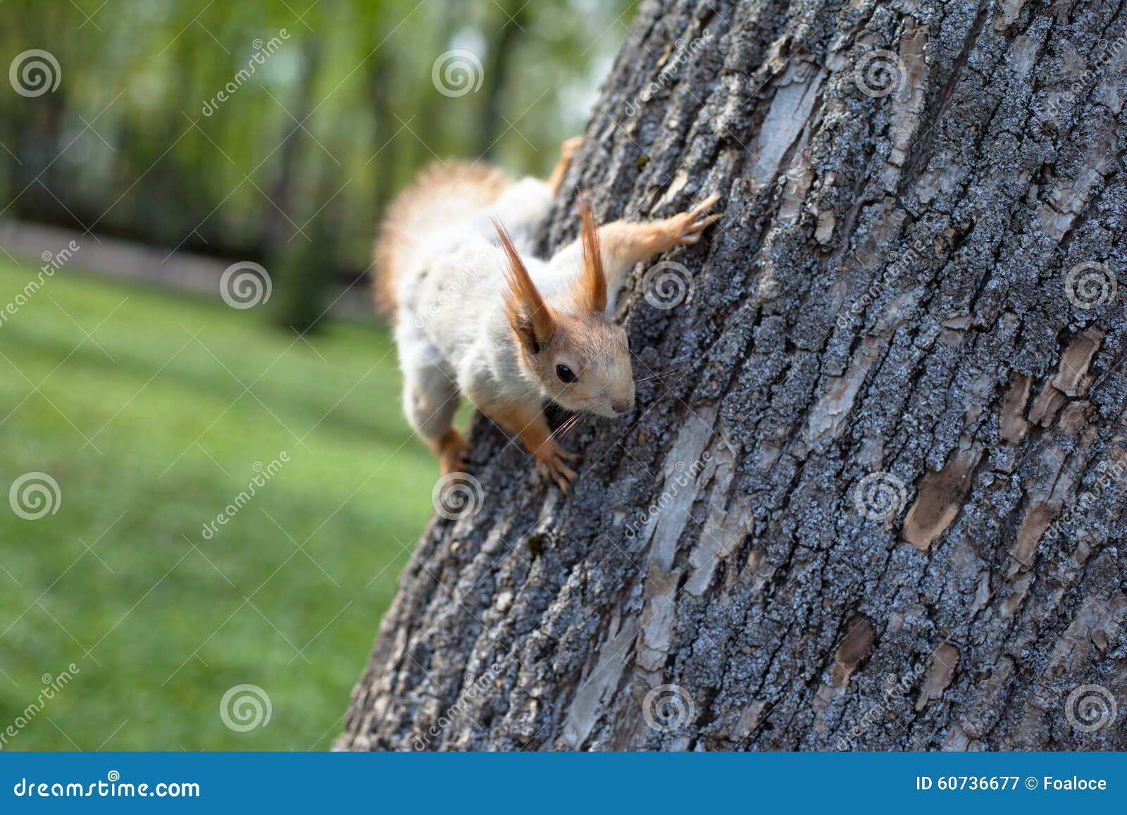 Spring squirrel stock image. Image of nature, fauna, spring - 60736677