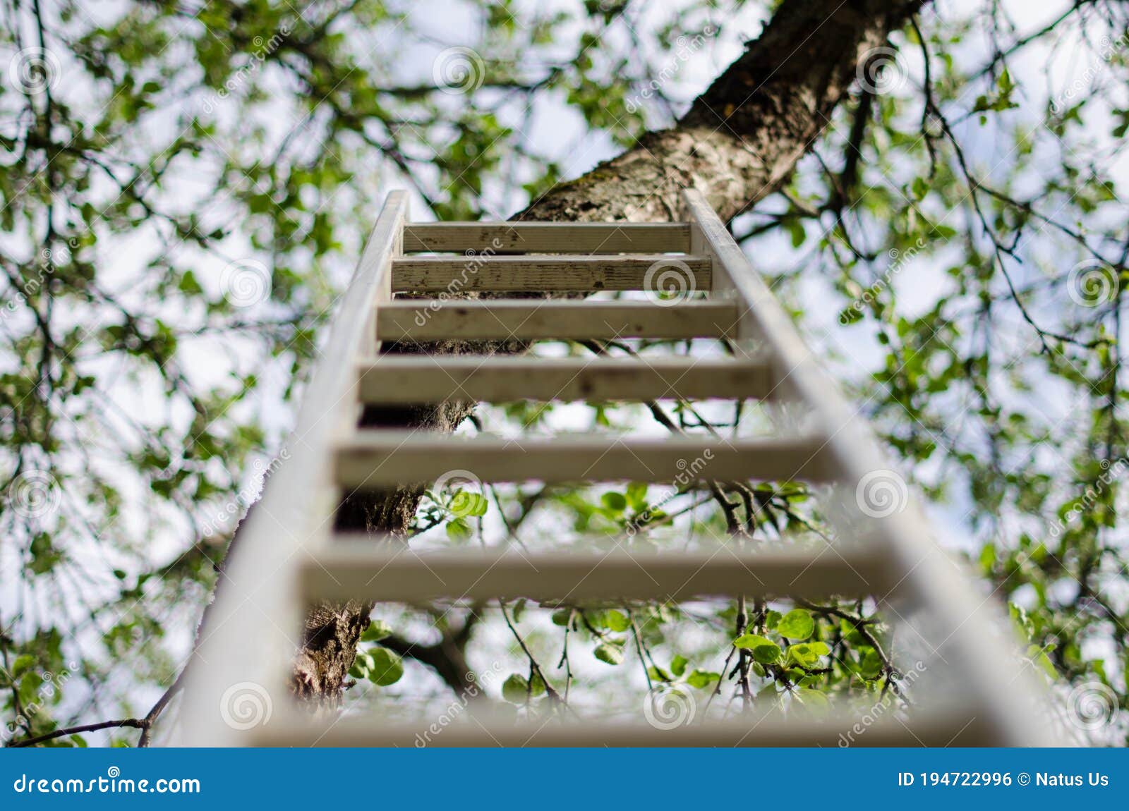 Spring Stairs Up To the Tree Stock Photo - Image of season, bokeh ...