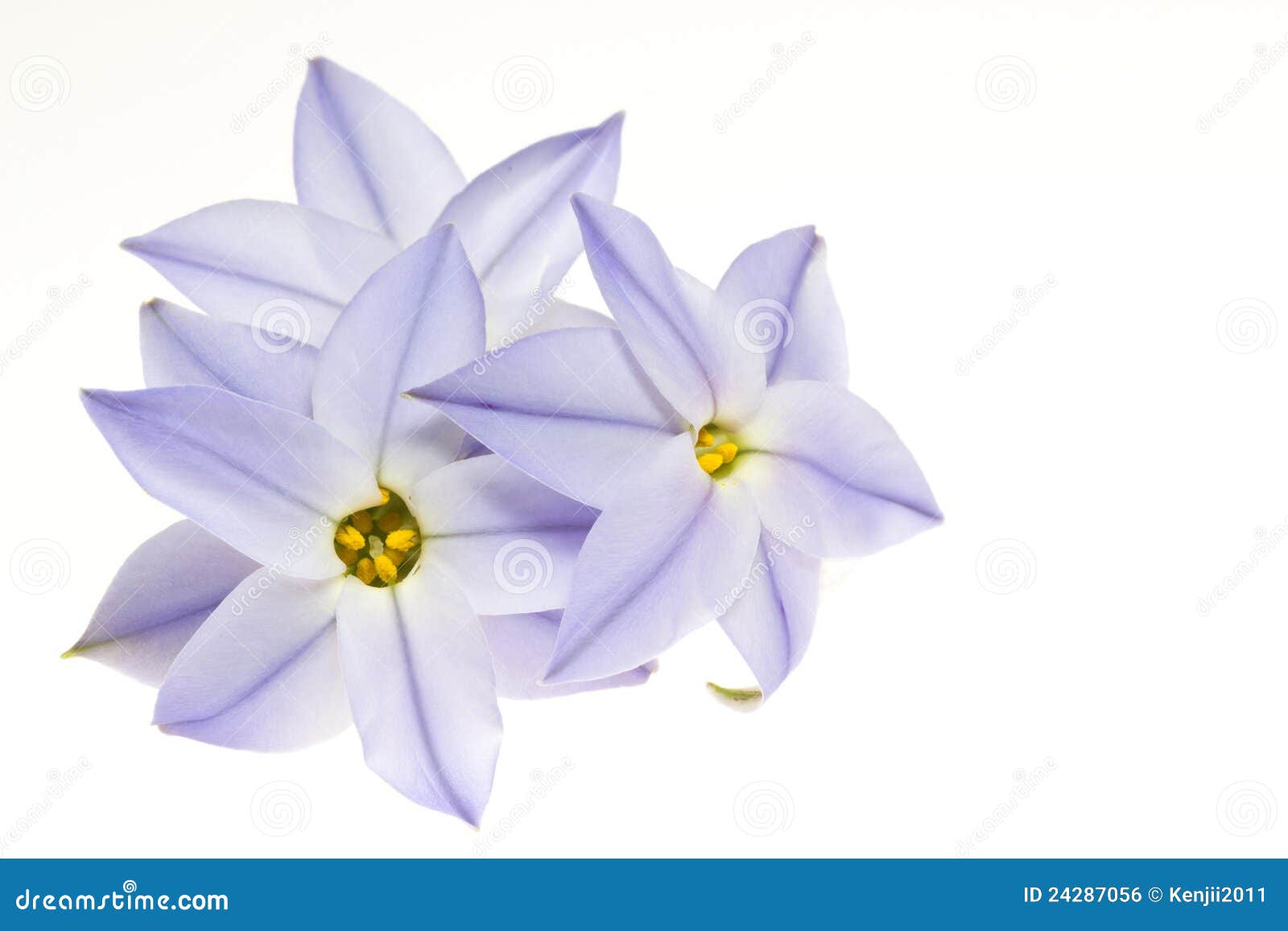 Spring star stock photo. Image of plant, flowers, macro - 24287056