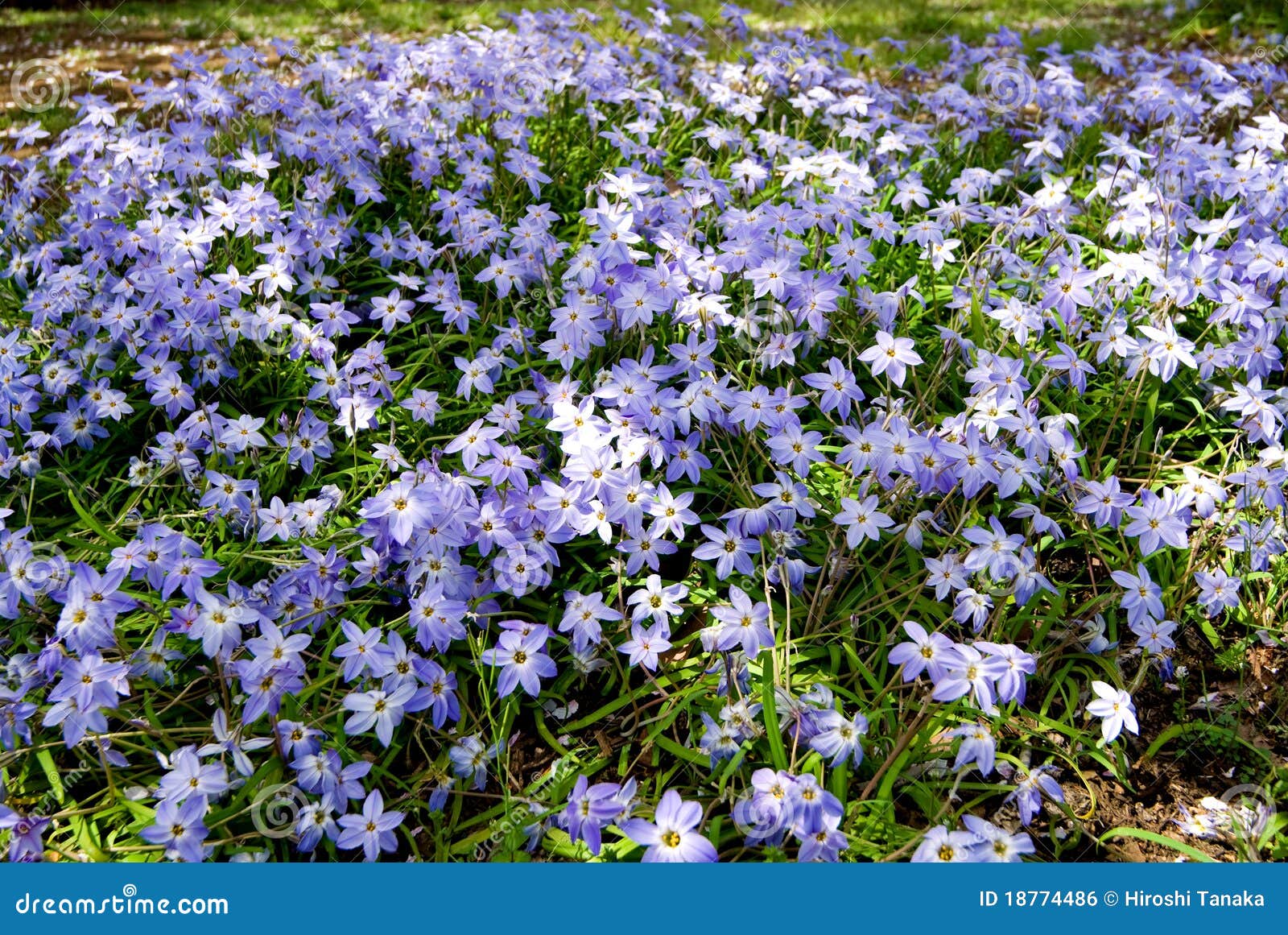 Spring star flower stock photo. Image of flowers, bloom - 18774486