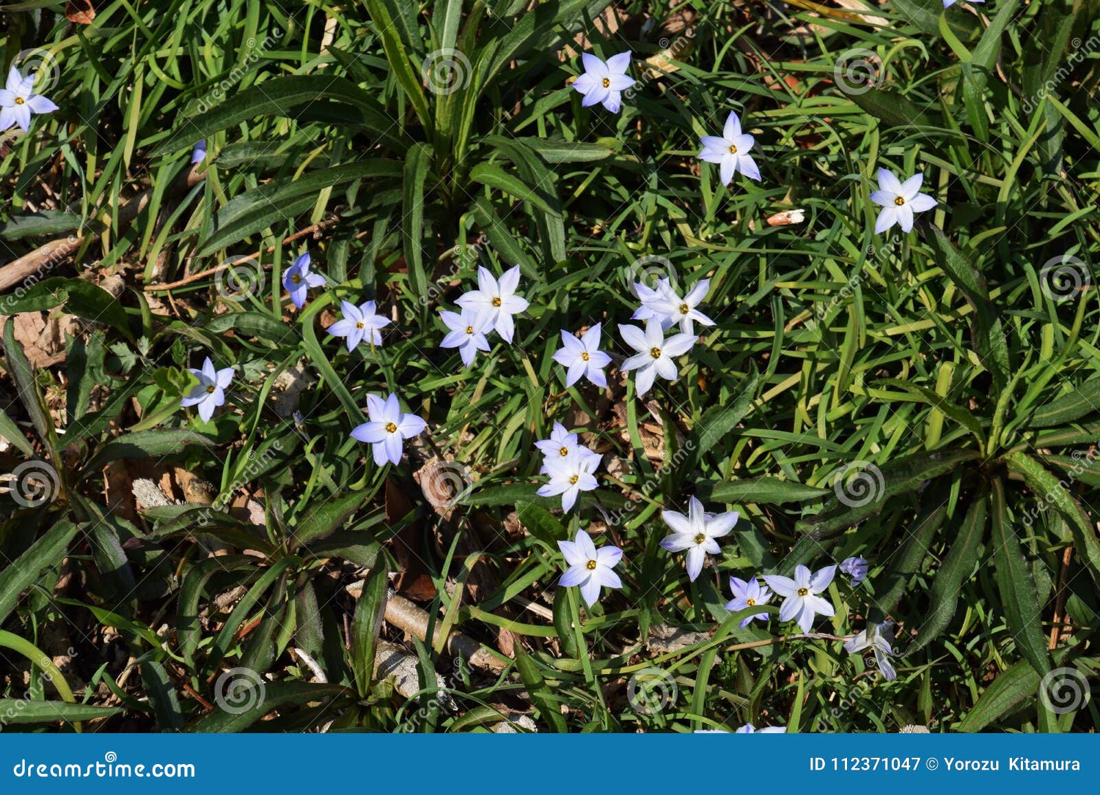 Spring starflower stock image. Image of nature, japan - 112371047