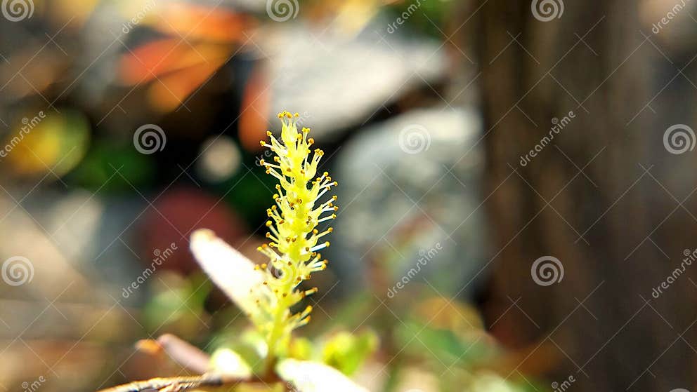 Spring Starting and Plants Buds and Leaf Growing Stock Photo - Image of ...