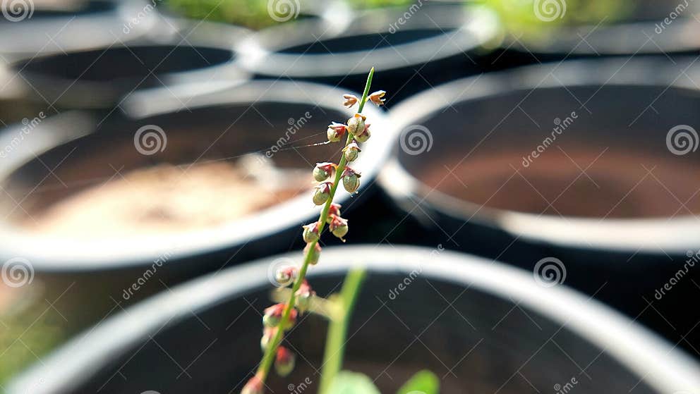 Spring Starting and Plants Buds and Leaf Growing Stock Image - Image of ...