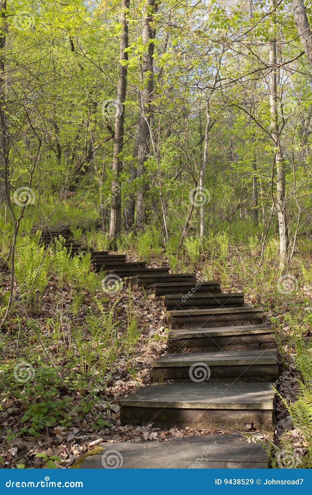 Spring Step Trail in Woods stock image. Image of hike - 9438529