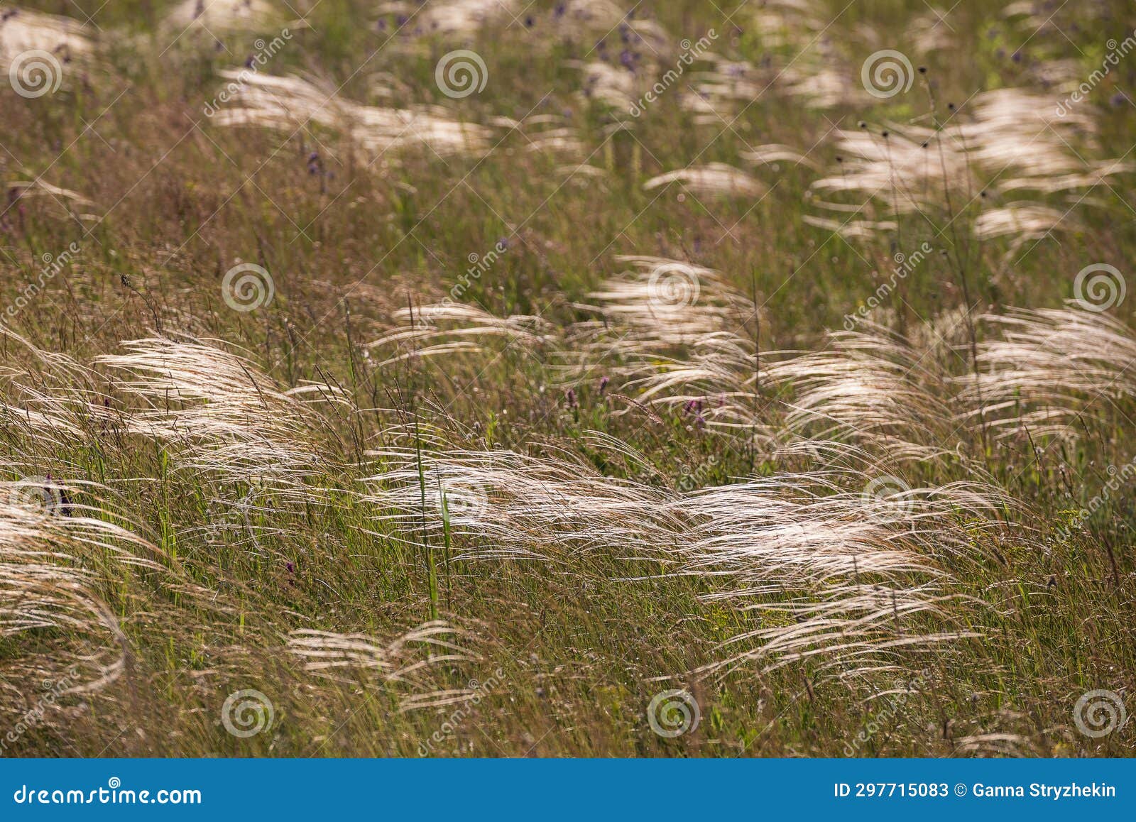 Spring Steppe and Feather Grass Swaying . Stock Image - Image of ...