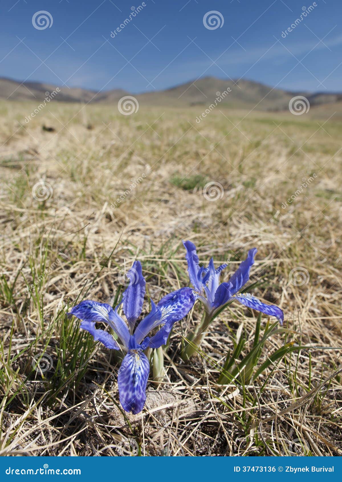 Spring Steppe with Flowering Iris Stock Photo - Image of swordflag ...
