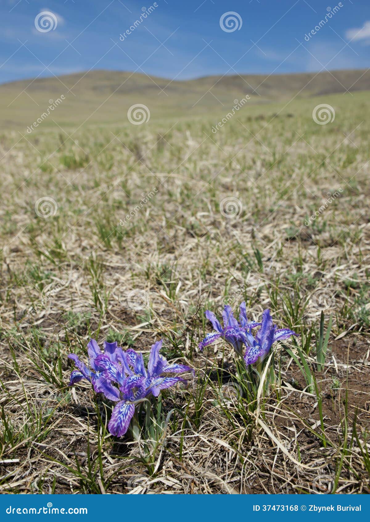 Spring Steppe with Flowering Iris Stock Photo - Image of meadow ...