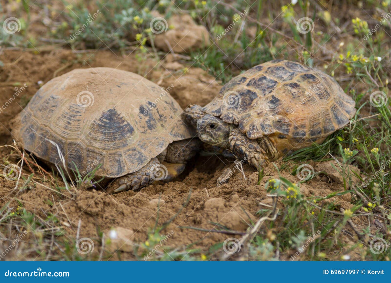Spring Steppe Turtles Mating Stock Image - Image of pets, turtle: 69697997