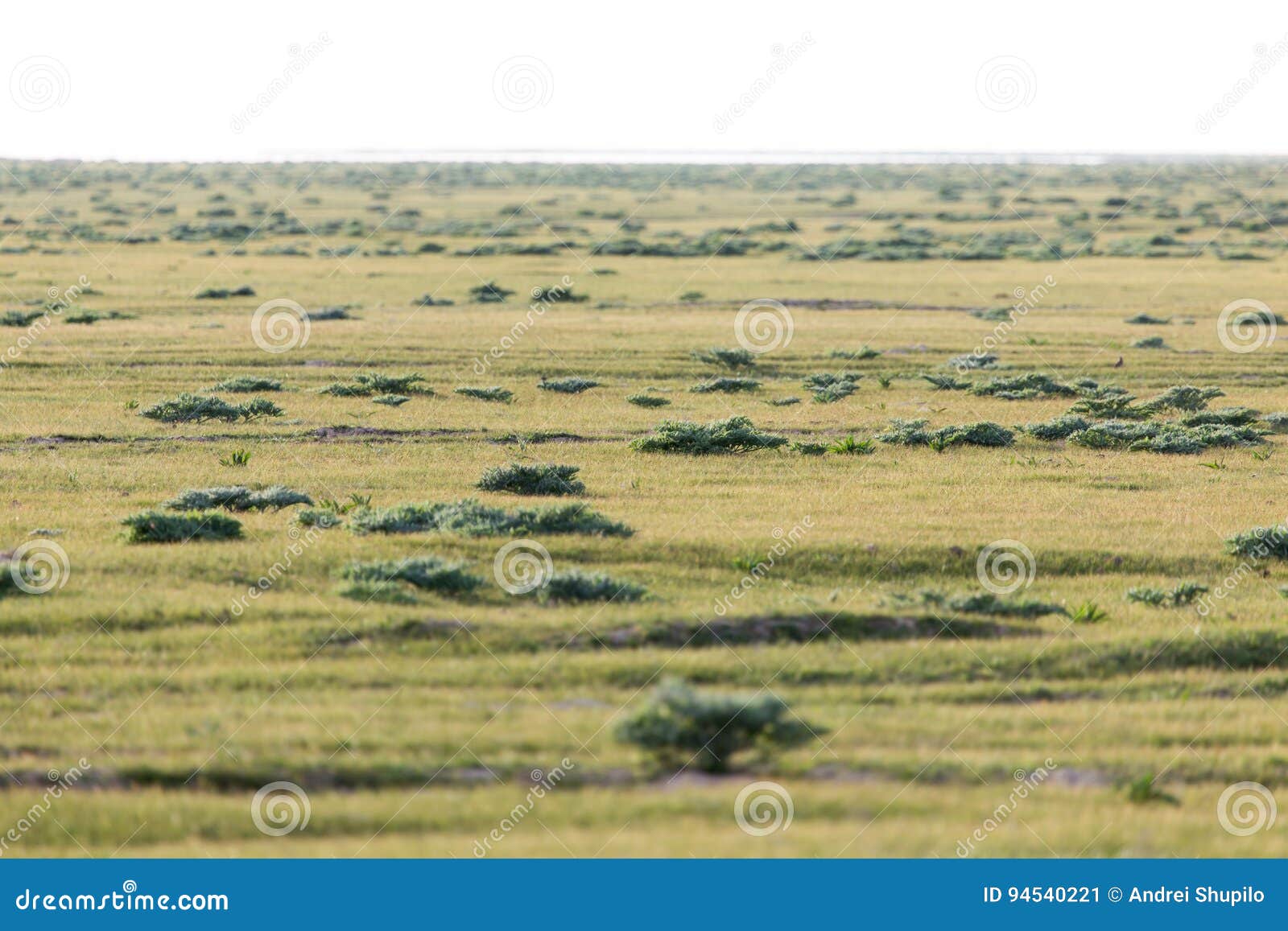 Spring in the Steppes of Kazakhstan Stock Image - Image of hill, flower ...