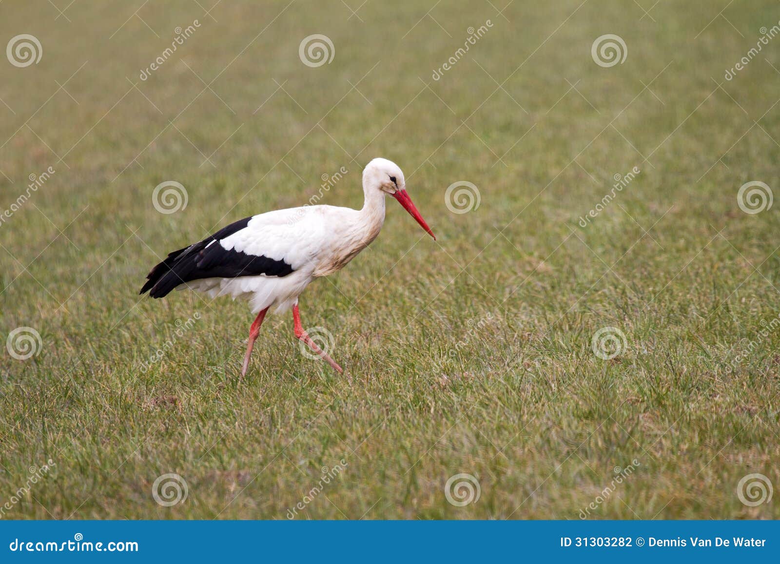 Spring stork stock photo. Image of animal, beak, countryside - 31303282