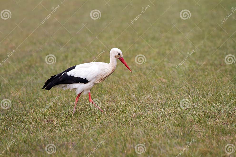 Spring stork stock photo. Image of animal, beak, countryside - 31303282