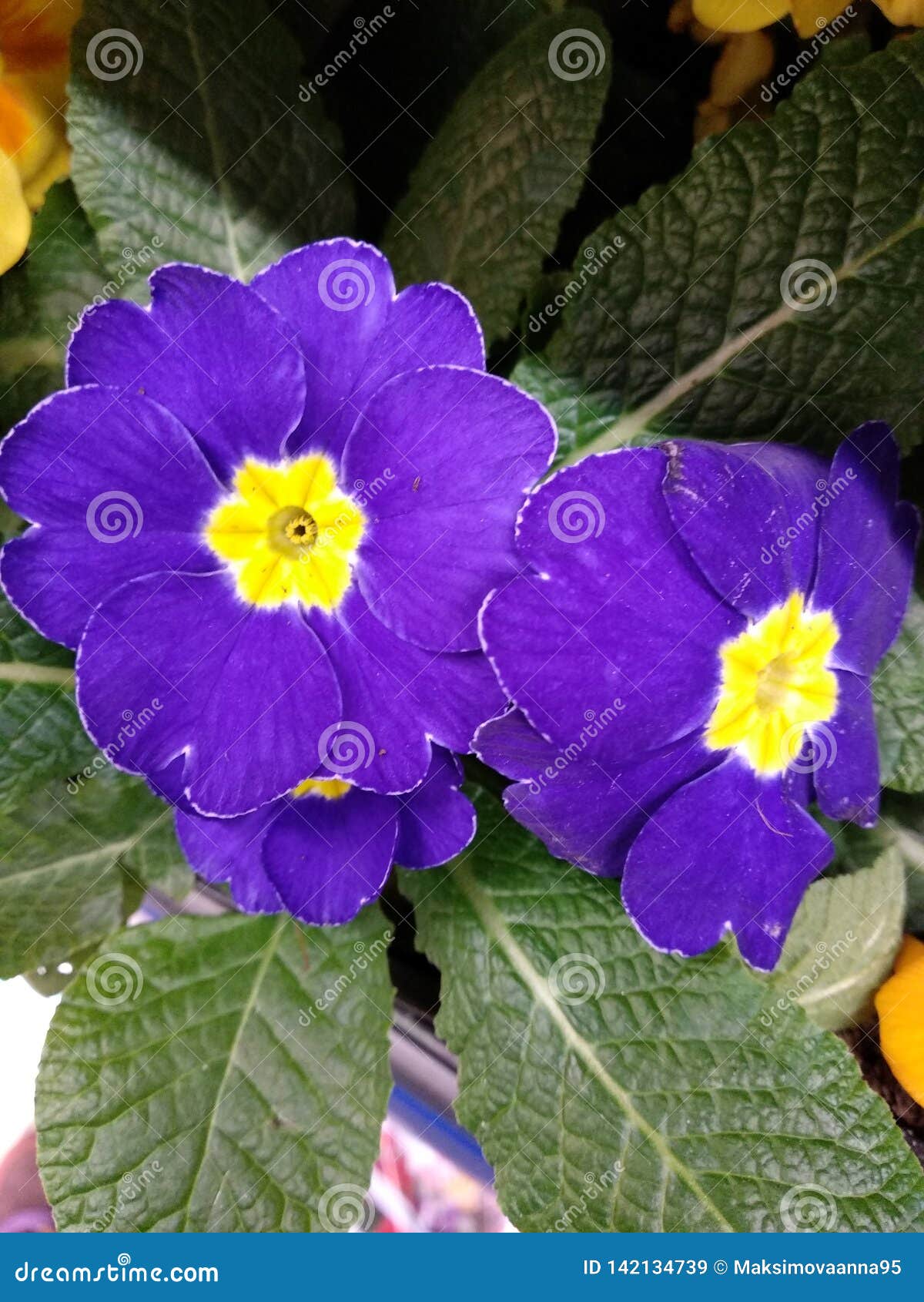 Spring strange flowers 4 stock image. Image of background - 142134739