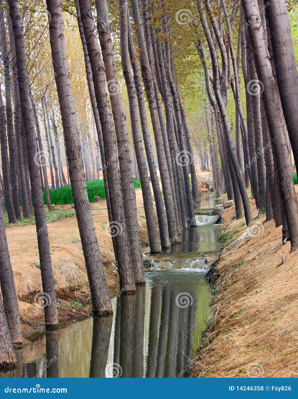 Spring stream stock photo. Image of spring, bright, poplar - 14246358