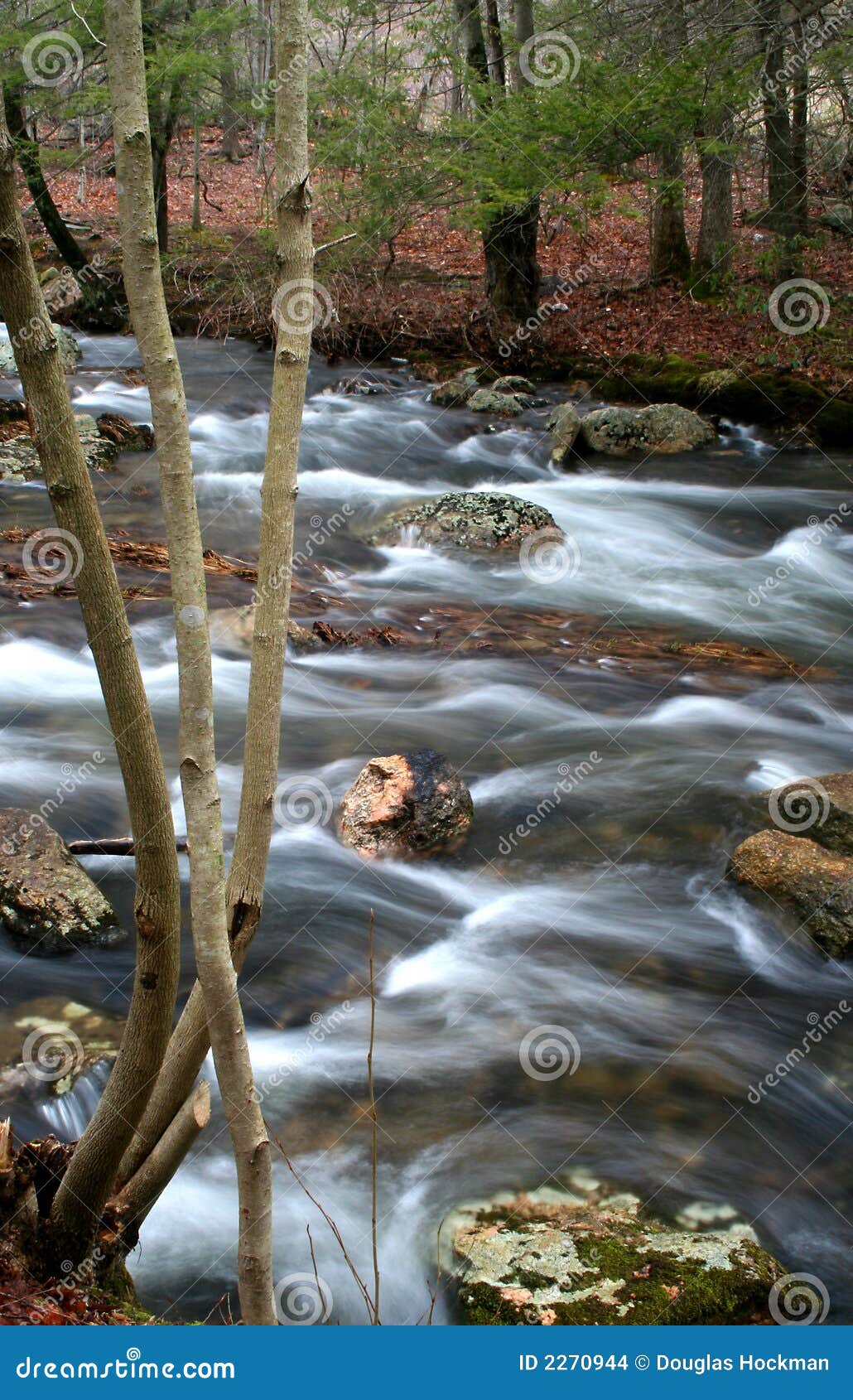 Spring Stream stock photo. Image of water, spring, trees - 2270944