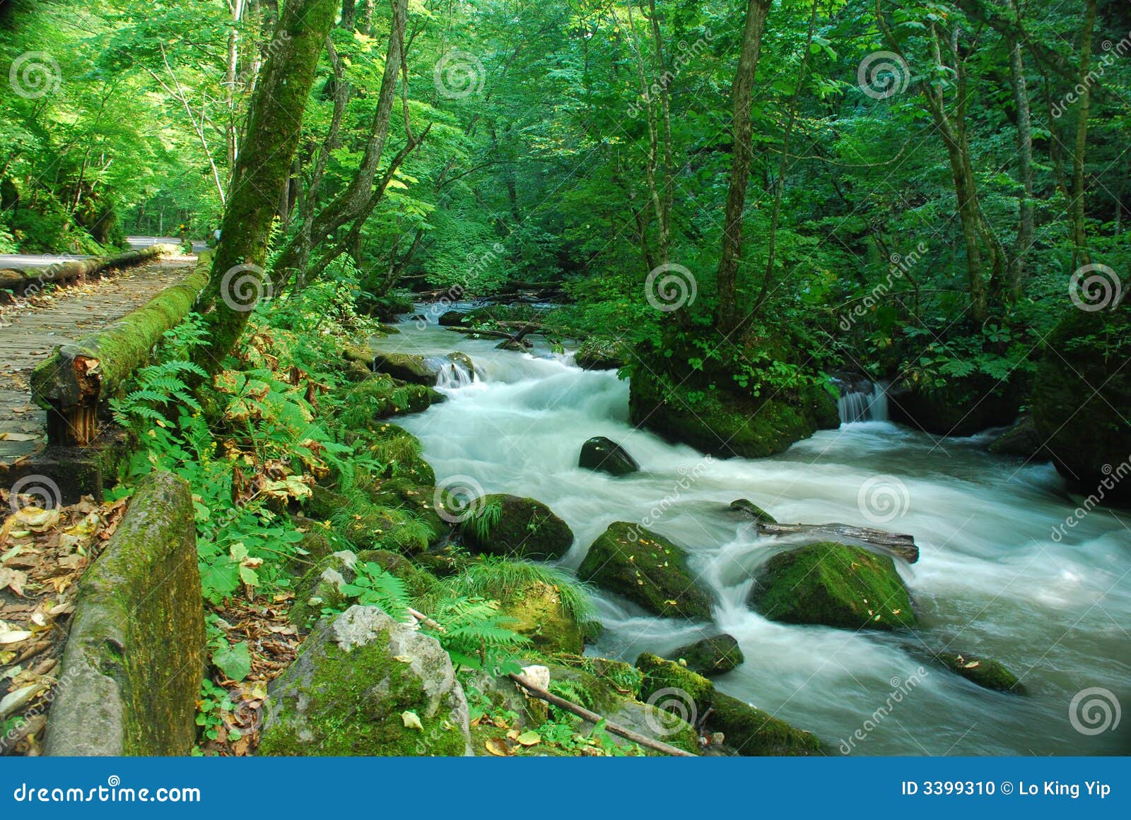 Spring Stream in Deep Forest Stock Photo - Image of morning, nature ...