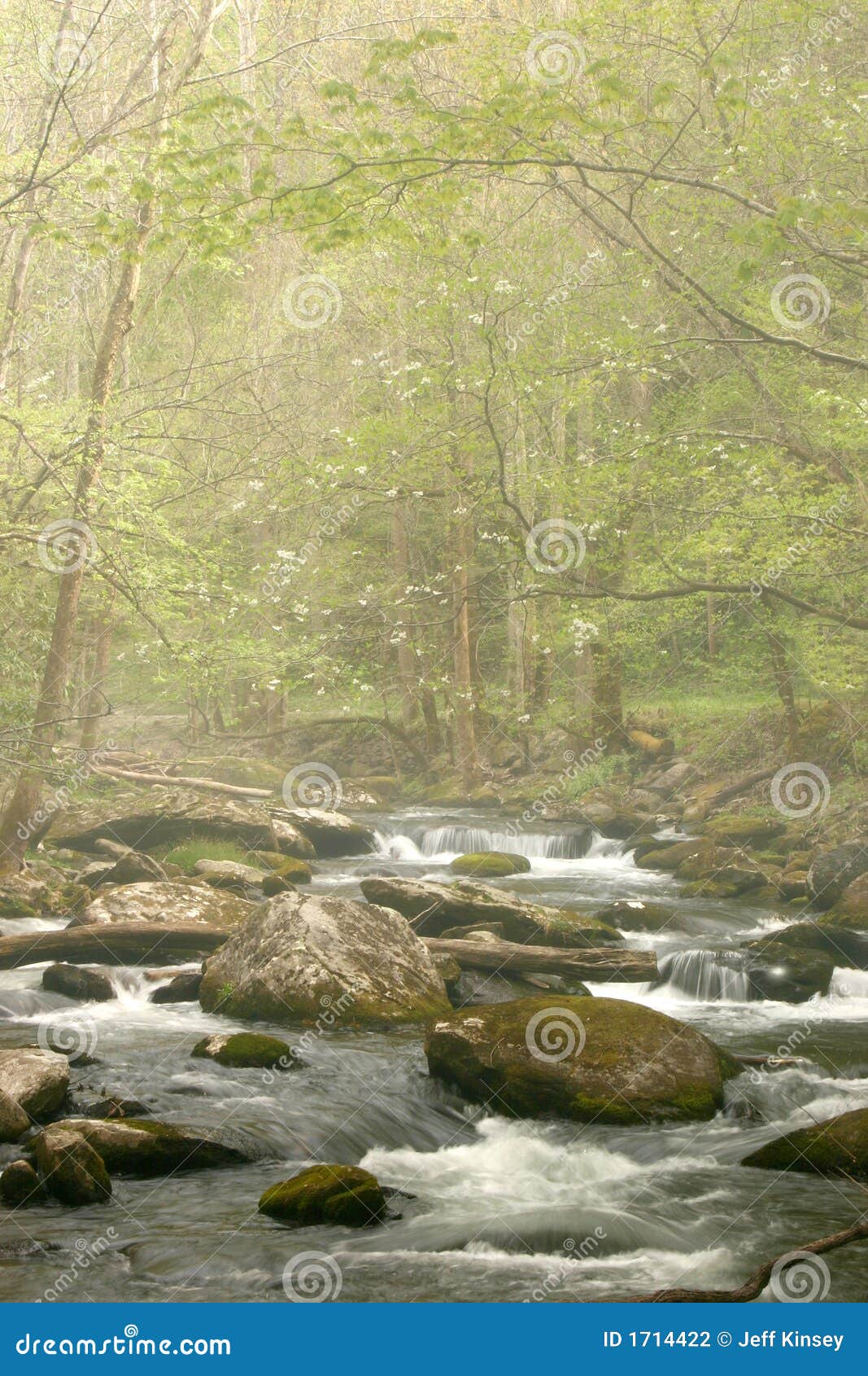Spring Stream in Fog stock photo. Image of weather, stream - 1714422