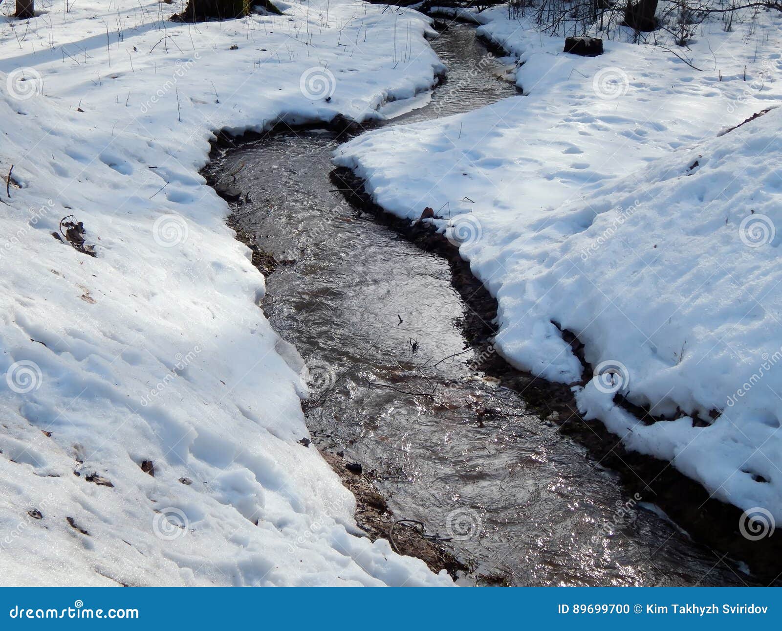 Spring Stream in the Forest Park in the Morning Stock Photo - Image of ...