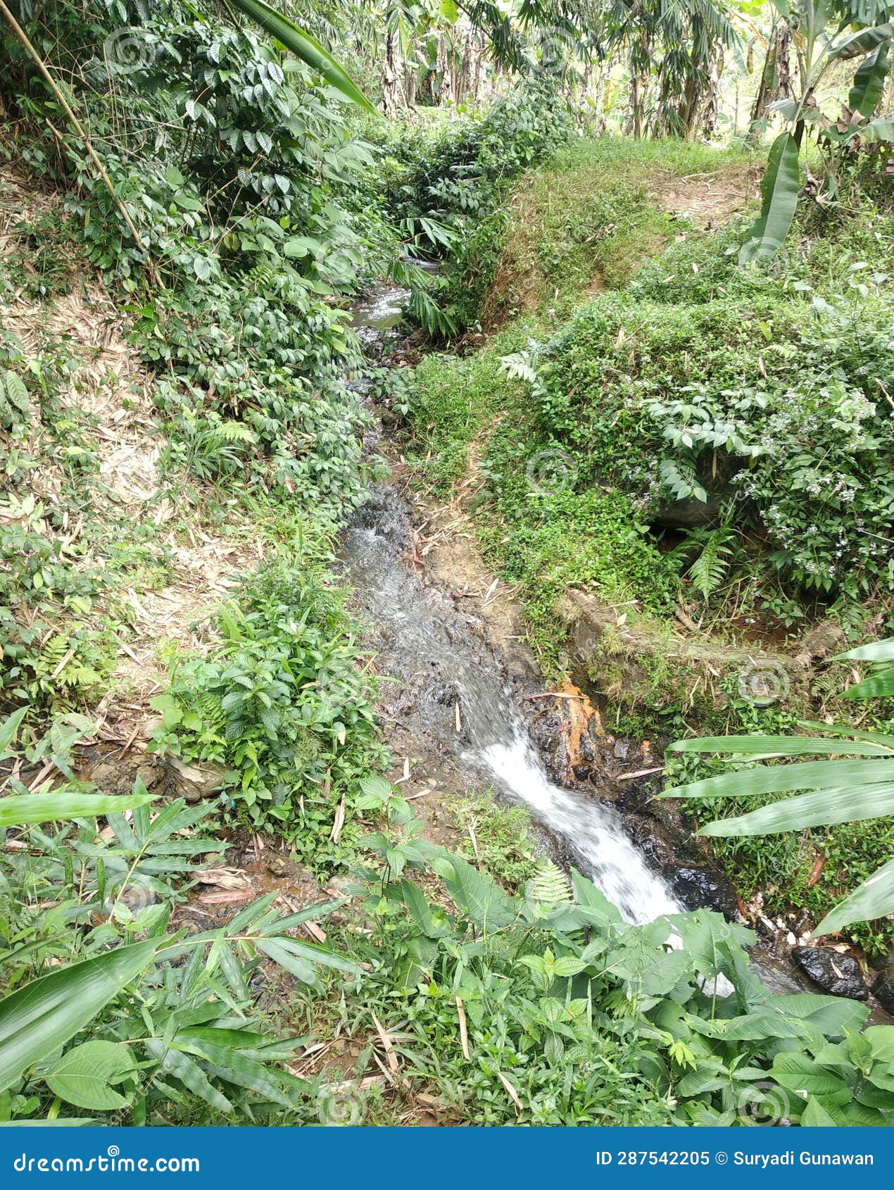 Spring Stream in the Forest Stock Image - Image of jungle, river: 287542205