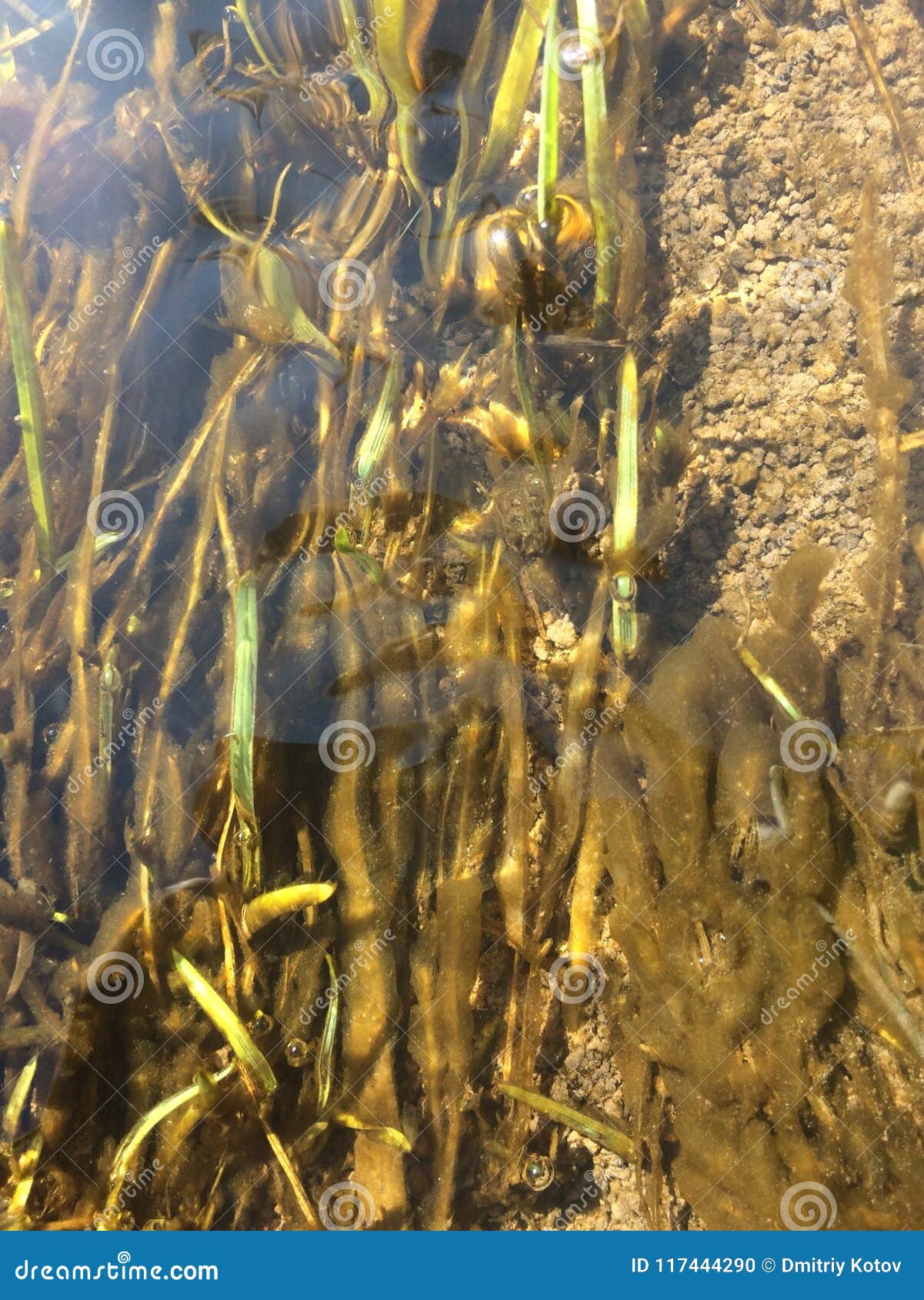 Spring stream underwater stock photo. Image of springtime - 117444290