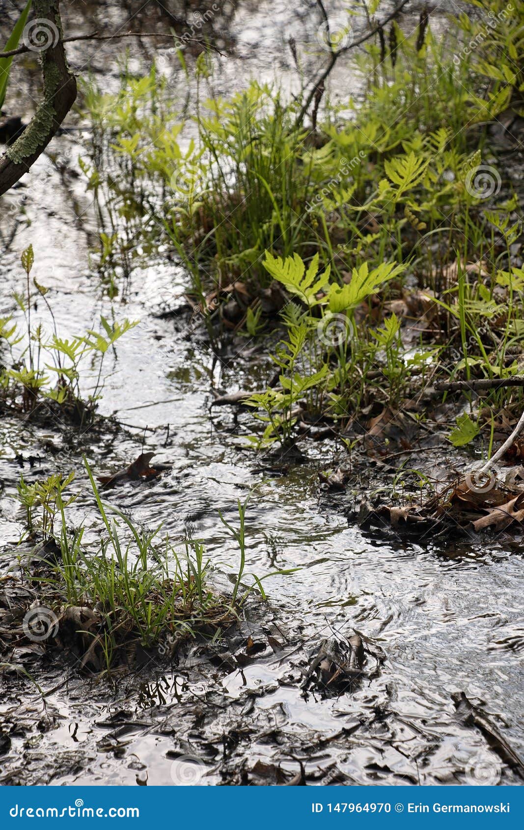 Spring Stream in the Woods stock photo. Image of lush - 147964970