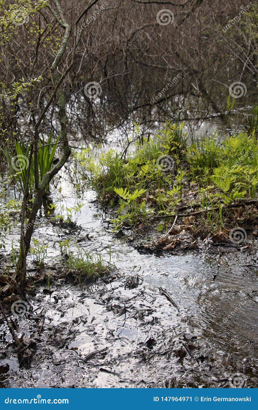 Spring Stream in the Woods stock image. Image of edge - 147964971