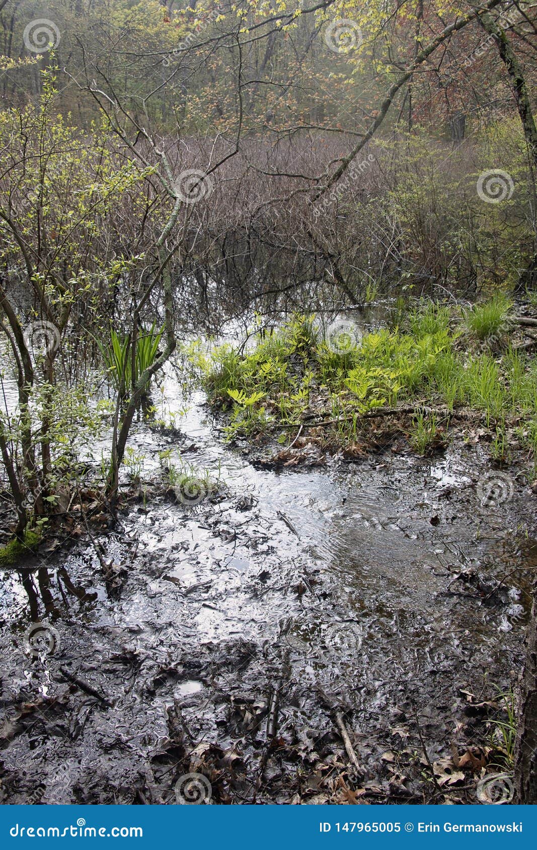 Spring Stream in the Woods stock image. Image of stream - 147965005