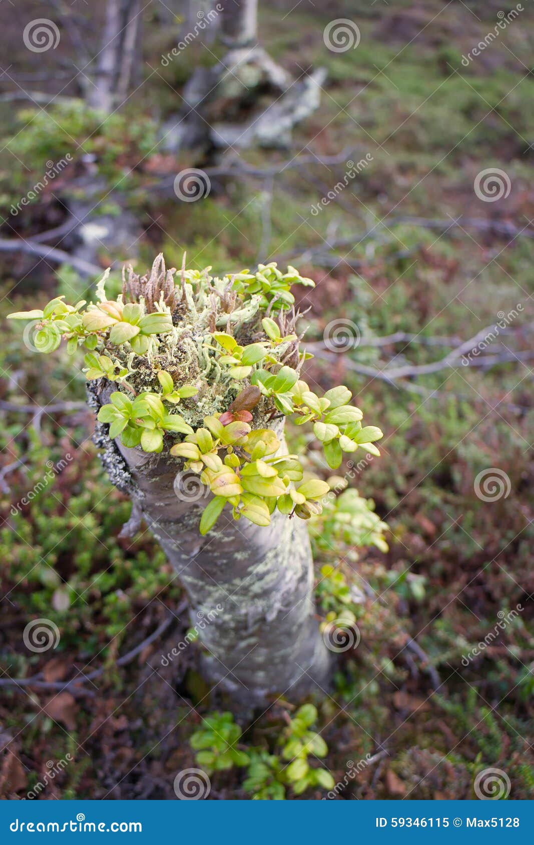 Spring Stump of a Very Old and Natural Stock Image - Image of forest ...