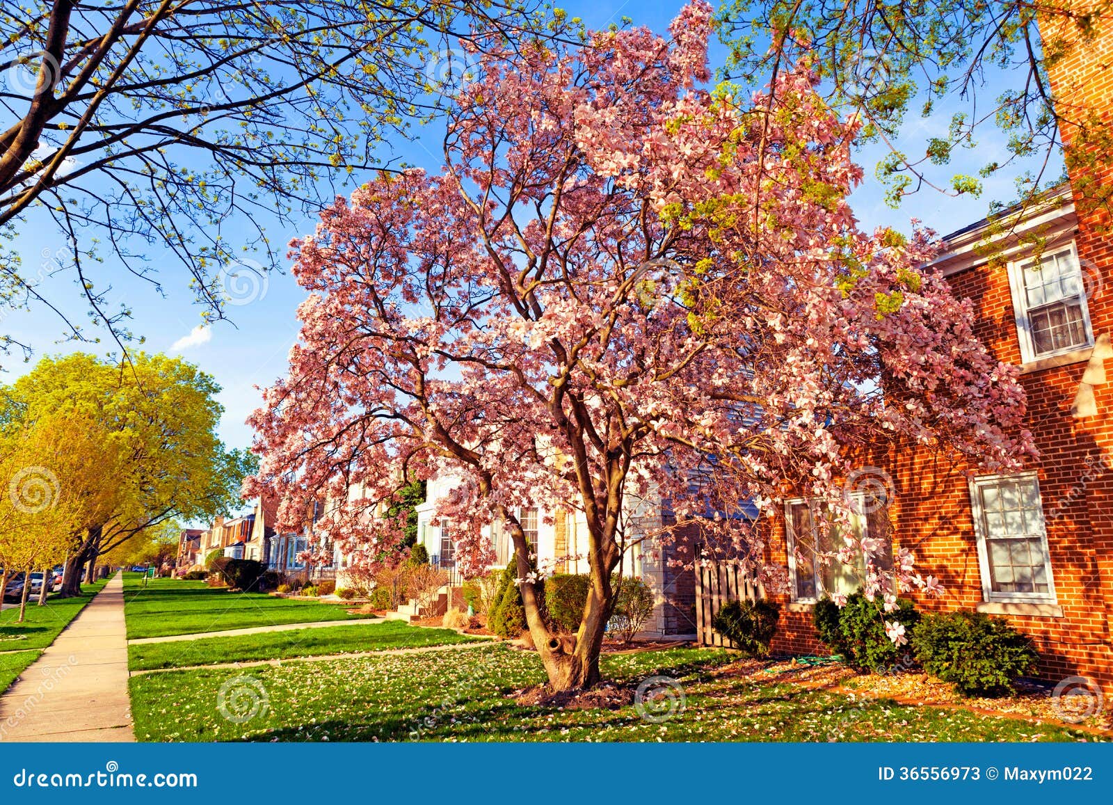 Spring in suburbs stock image. Image of fresh, gardens - 36556973