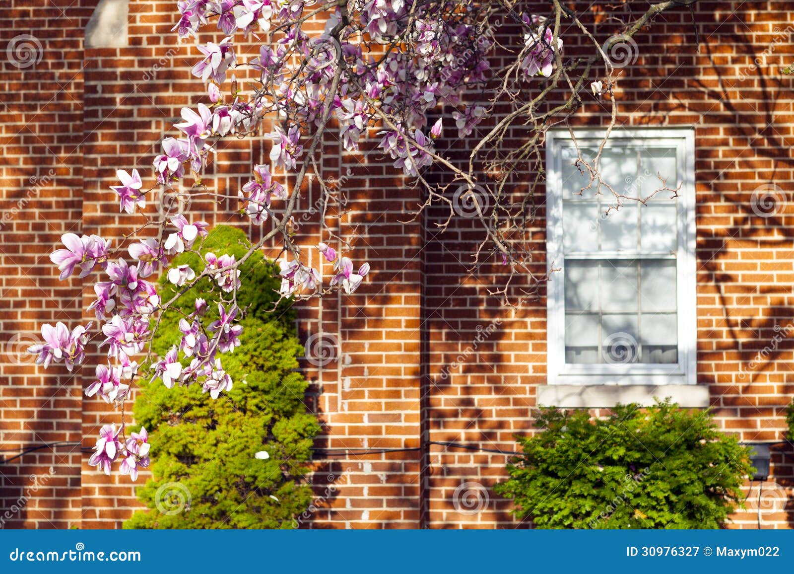 Spring in suburbs stock image. Image of property, spring - 30976327