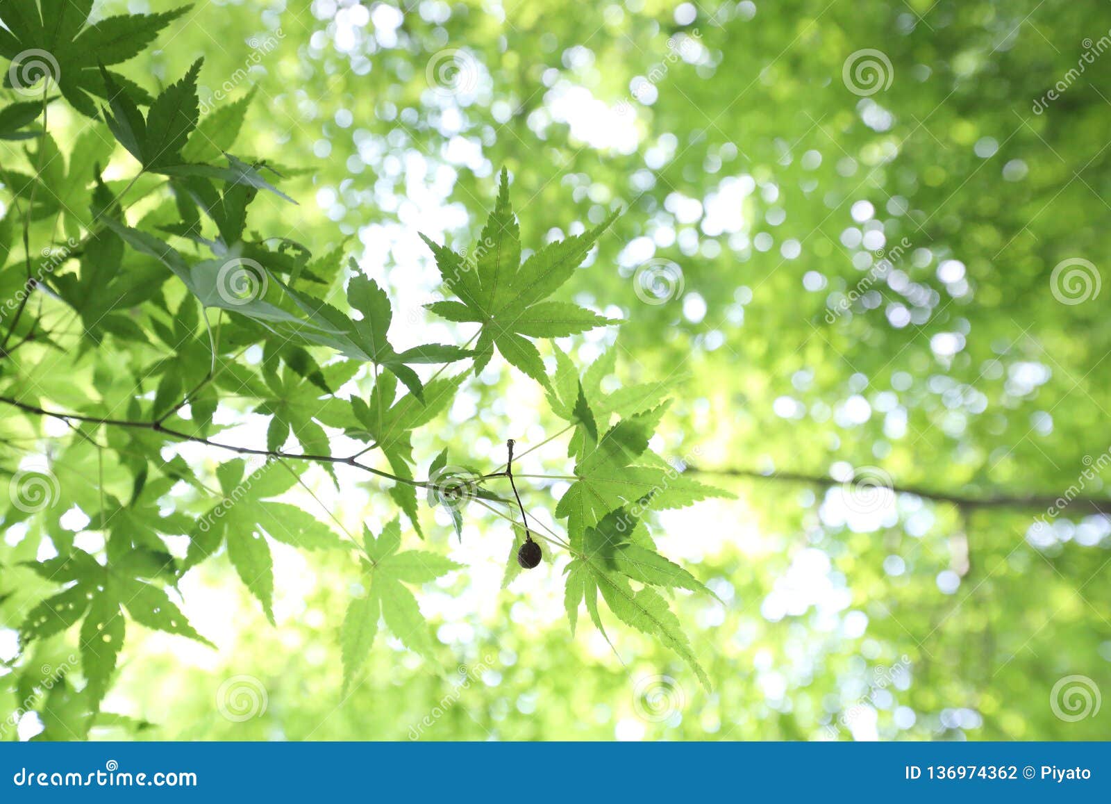 Spring Sugar Green Maple Leaf Leaves Background Stock Photo - Image of ...