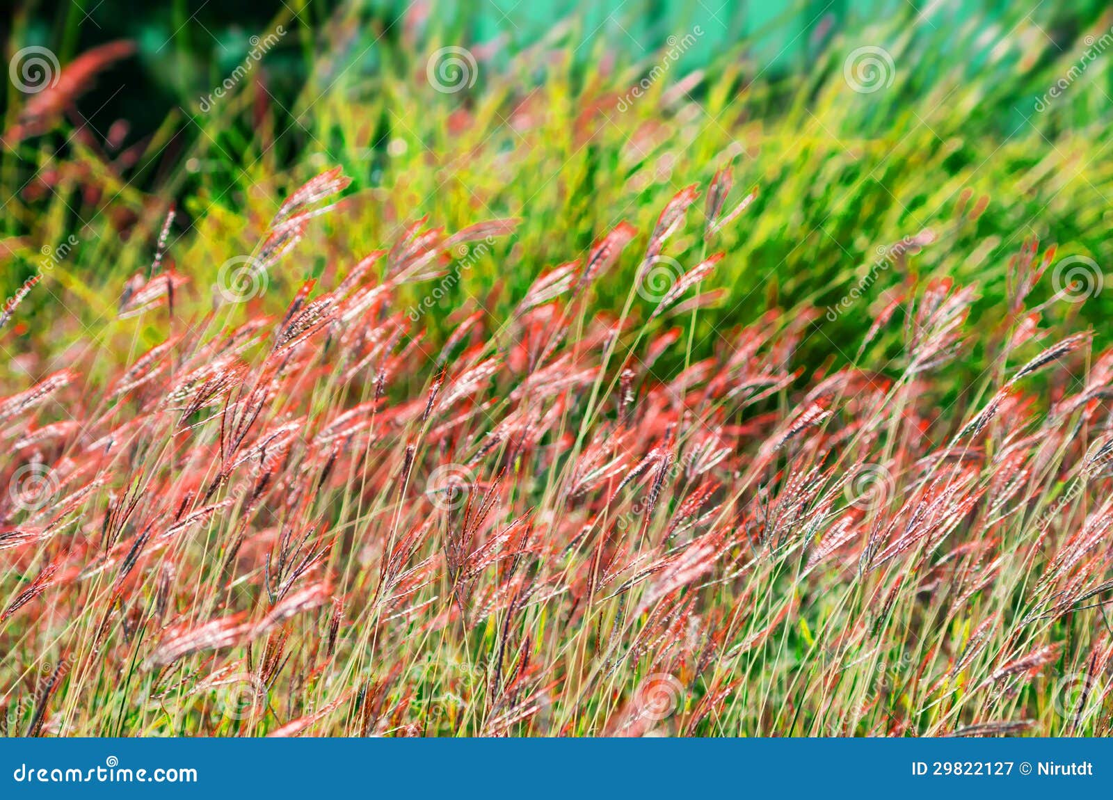 Abstract Nature Background with Grass Stock Image - Image of fresh ...