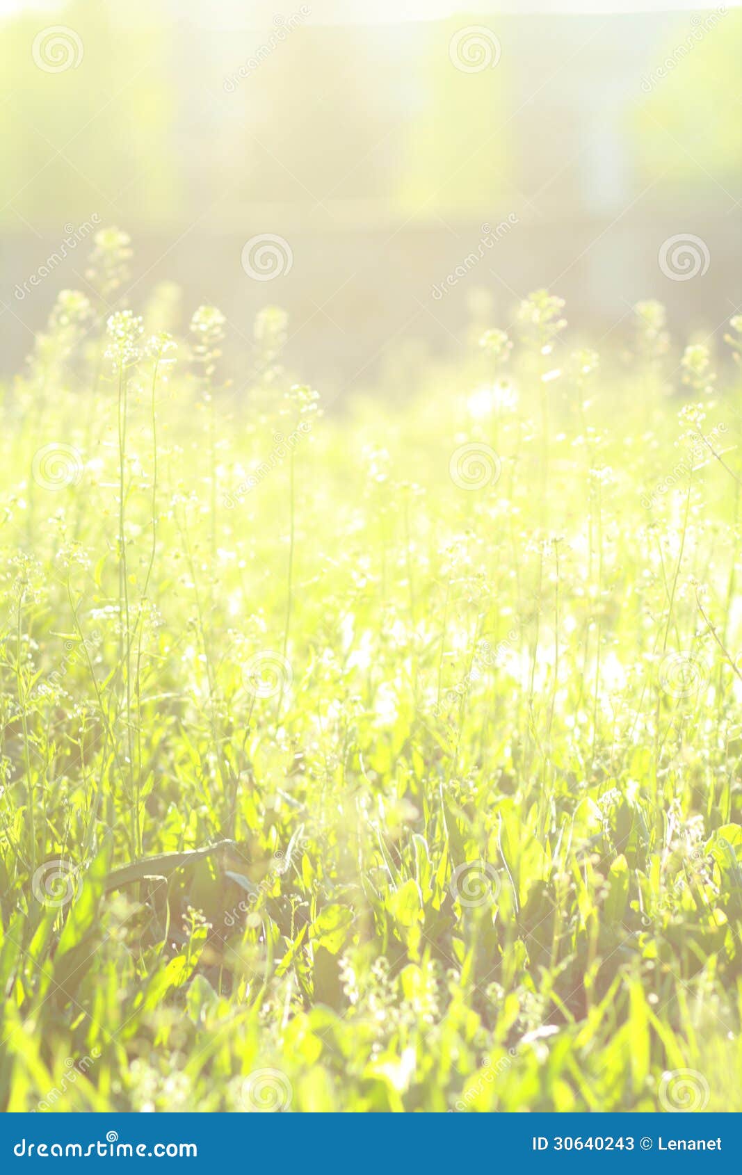 Spring or Summer Abstract Nature Background Stock Image - Image of ...