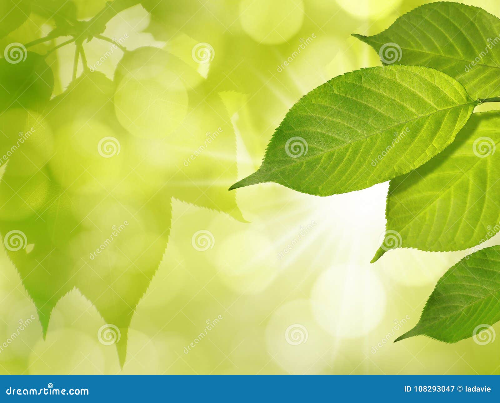 Spring and Summer Background Stock Image - Image of background, light ...