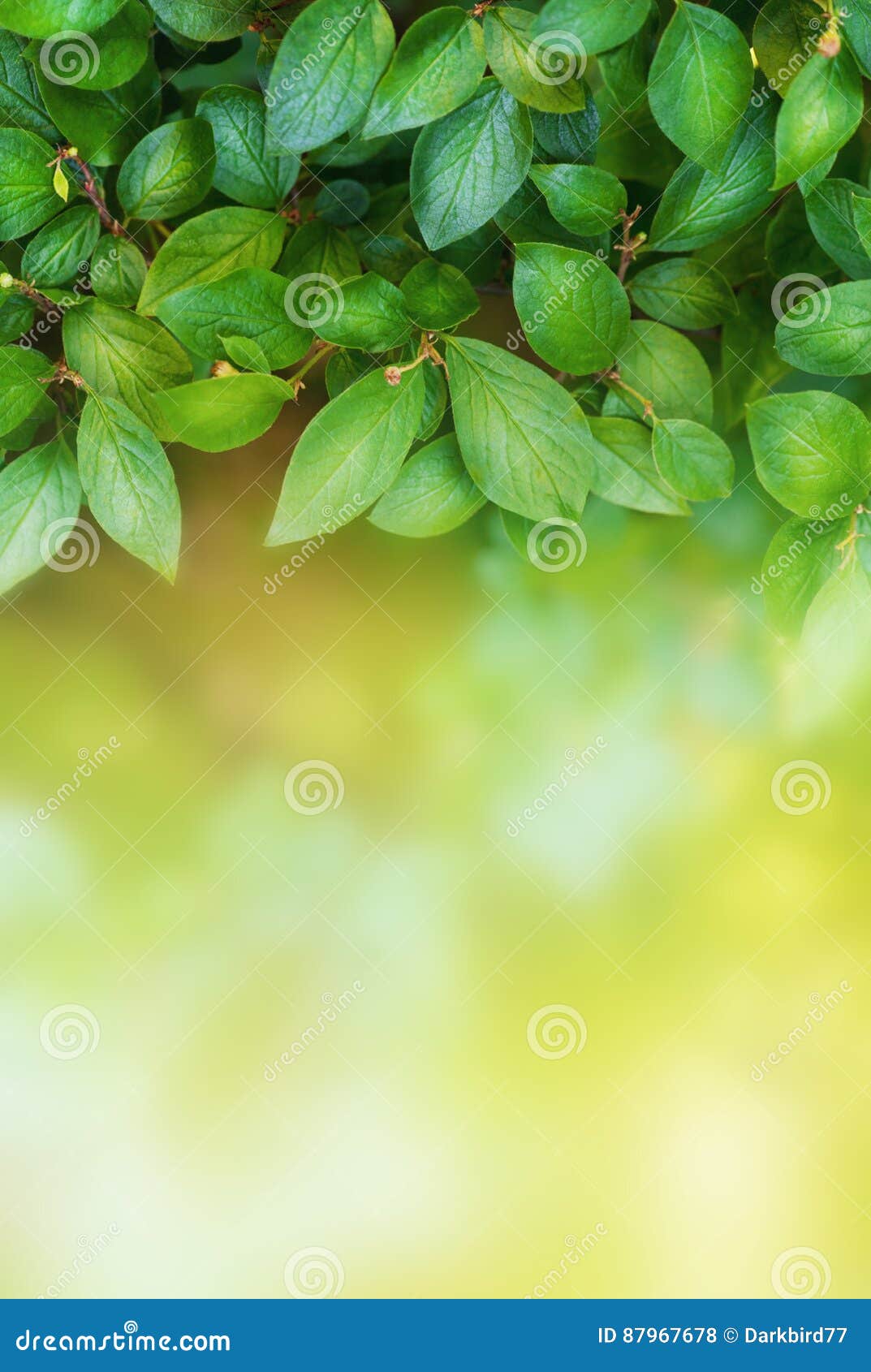 Spring Summer Background with Fresh Green Leaves Stock Photo - Image of ...