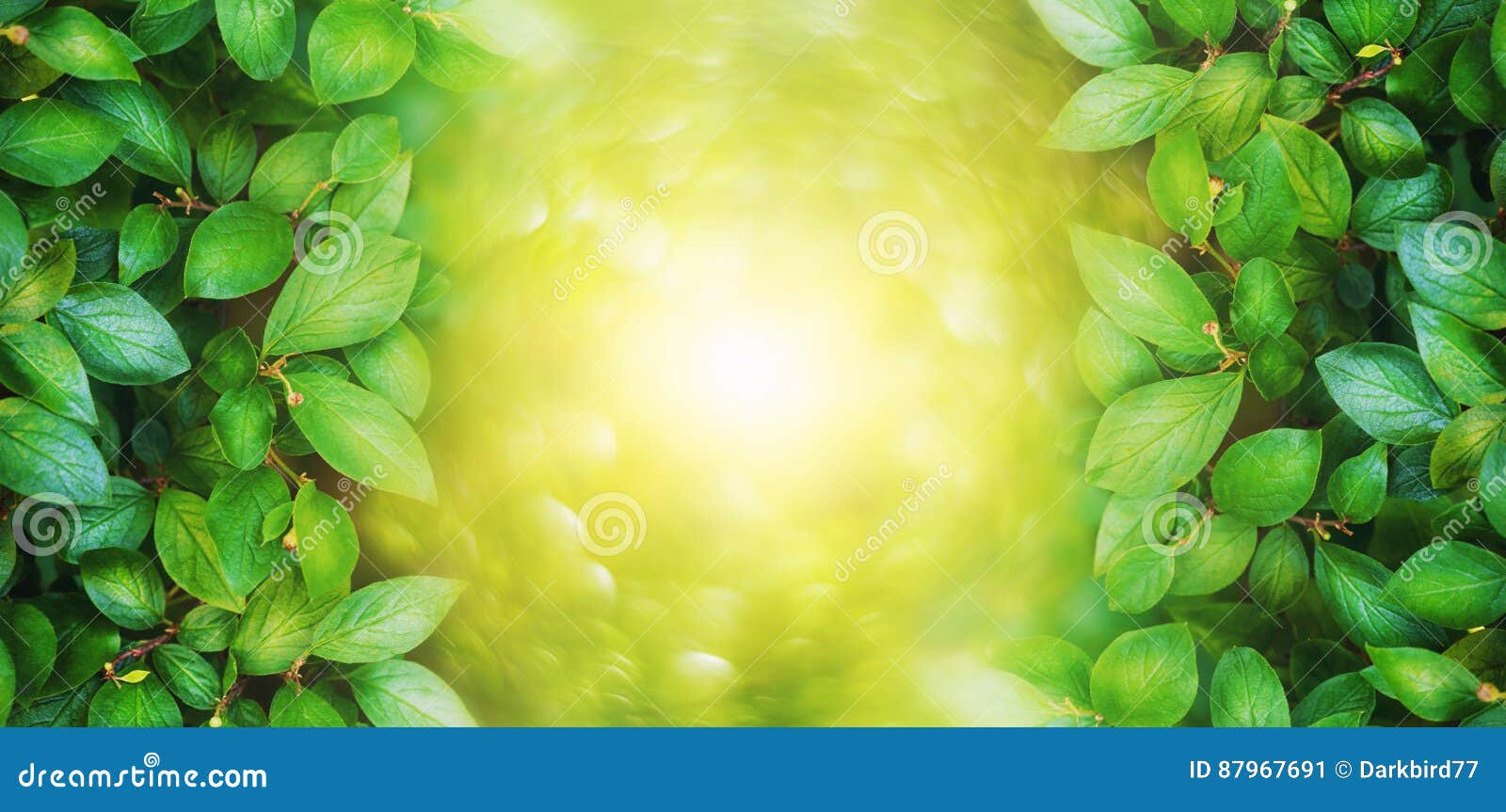 Spring Summer Background with Fresh Green Leaves Stock Image - Image of ...