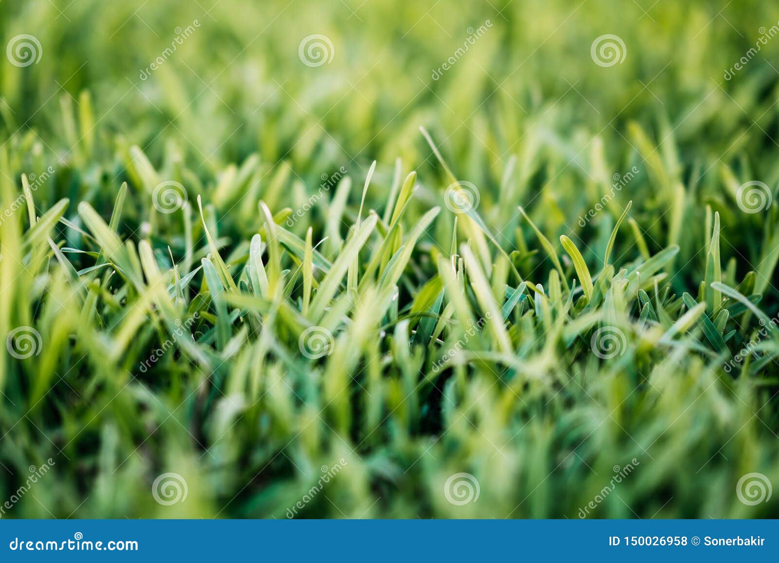 Spring or Summer Background with Green Grass.Environment Concept. Stock ...