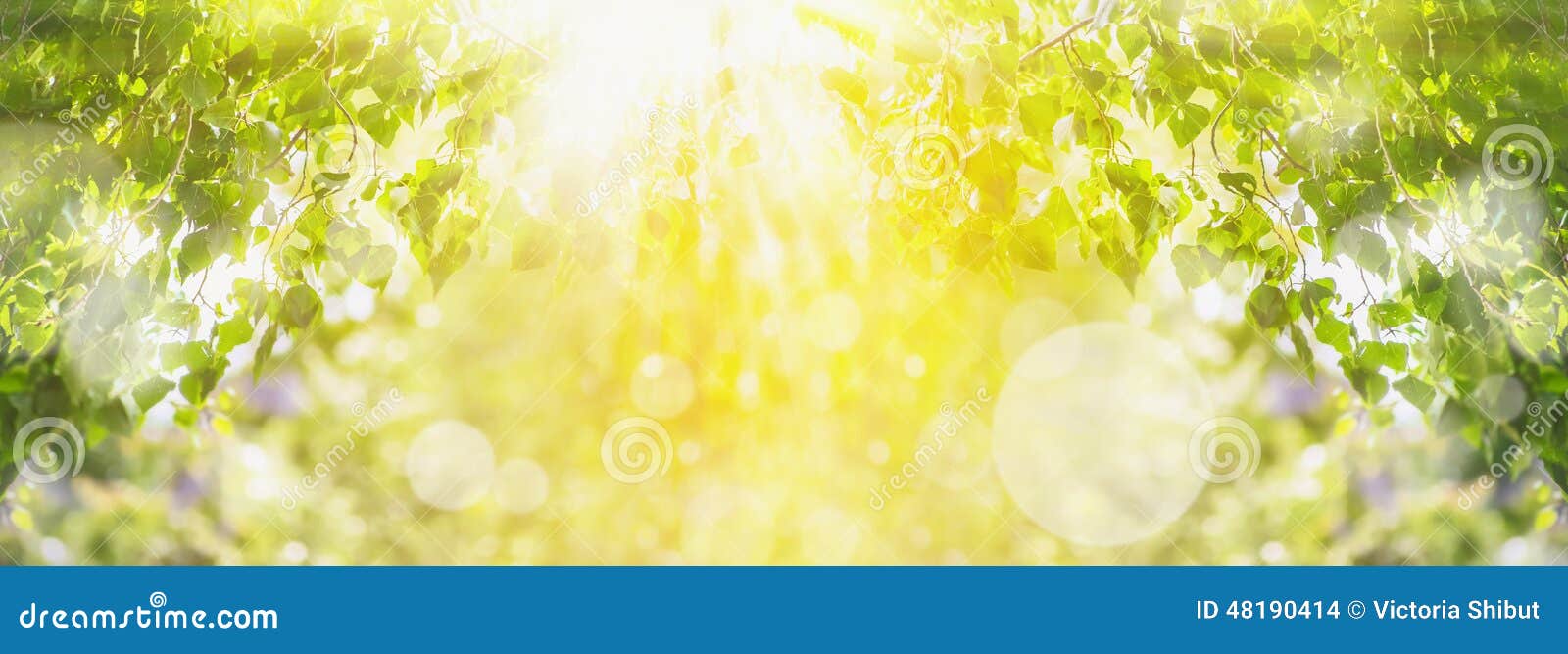 Spring Summer Background with Green Tree,sunlight and Sun Rays Stock ...
