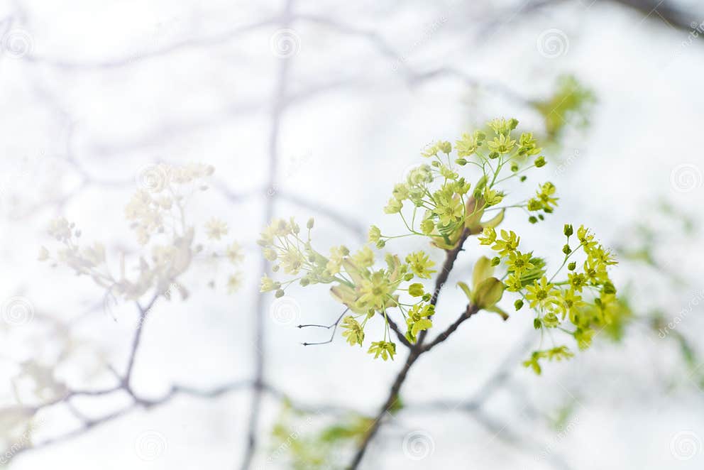 Spring and summer blooming stock image. Image of grow - 22670503