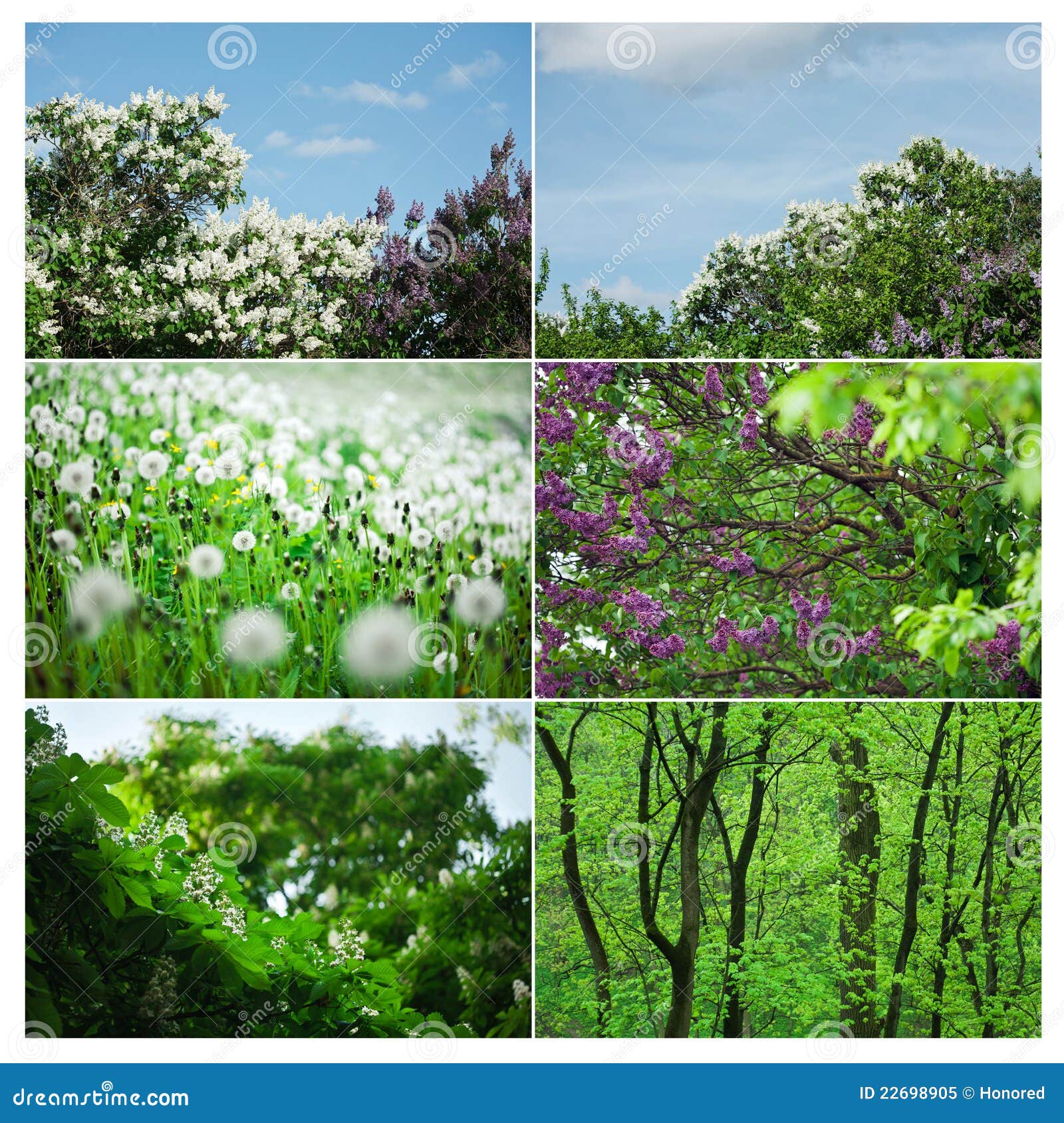 Spring and summer blooming stock image. Image of grow - 22698905