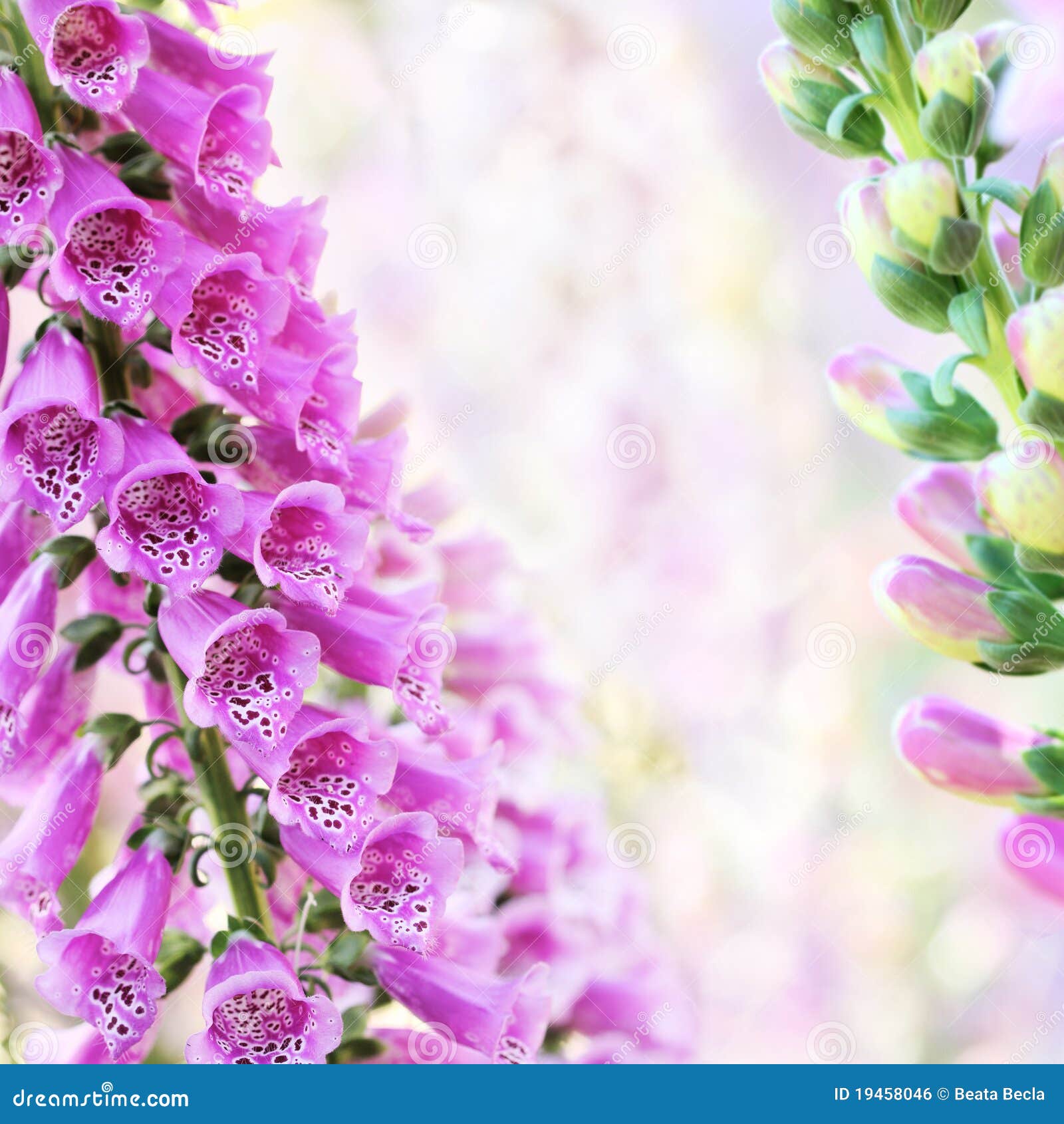 Spring Summer Digitalis or Foxglove Flowers Stock Photo - Image of ...