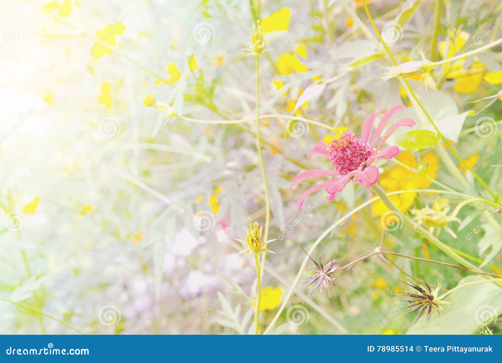 Spring or Summer Floral Abstract Background. Flower Beautiful Stock ...