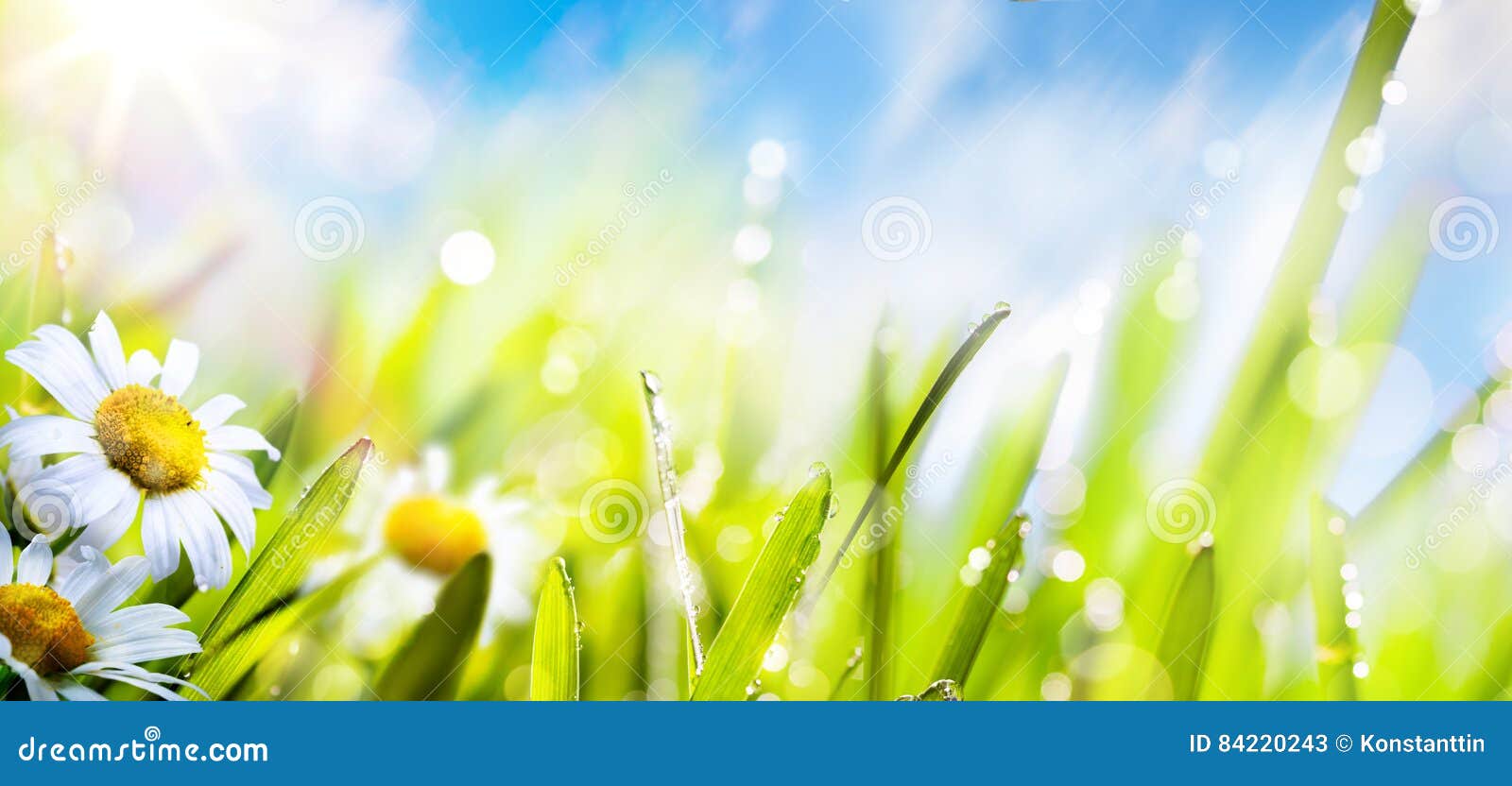 Spring Summer Flower Background; Fresh Grass on Sun Sky Stock Image ...